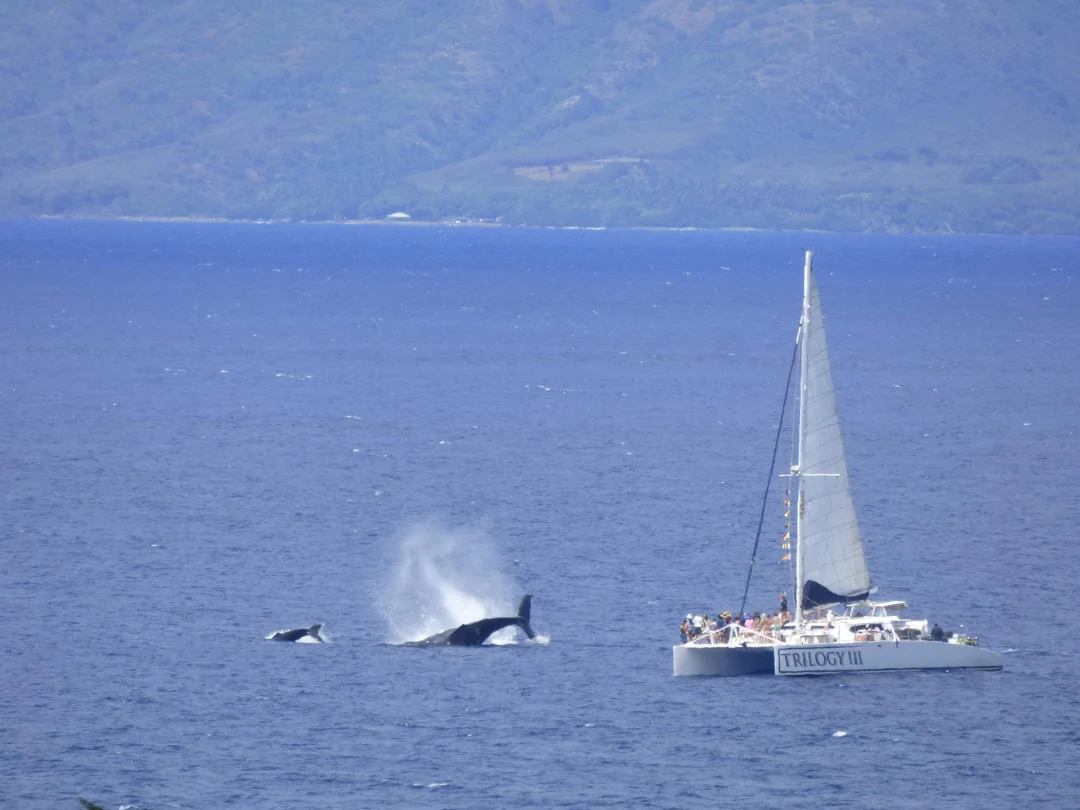 Mother and calf humpback in sync | Scrolller