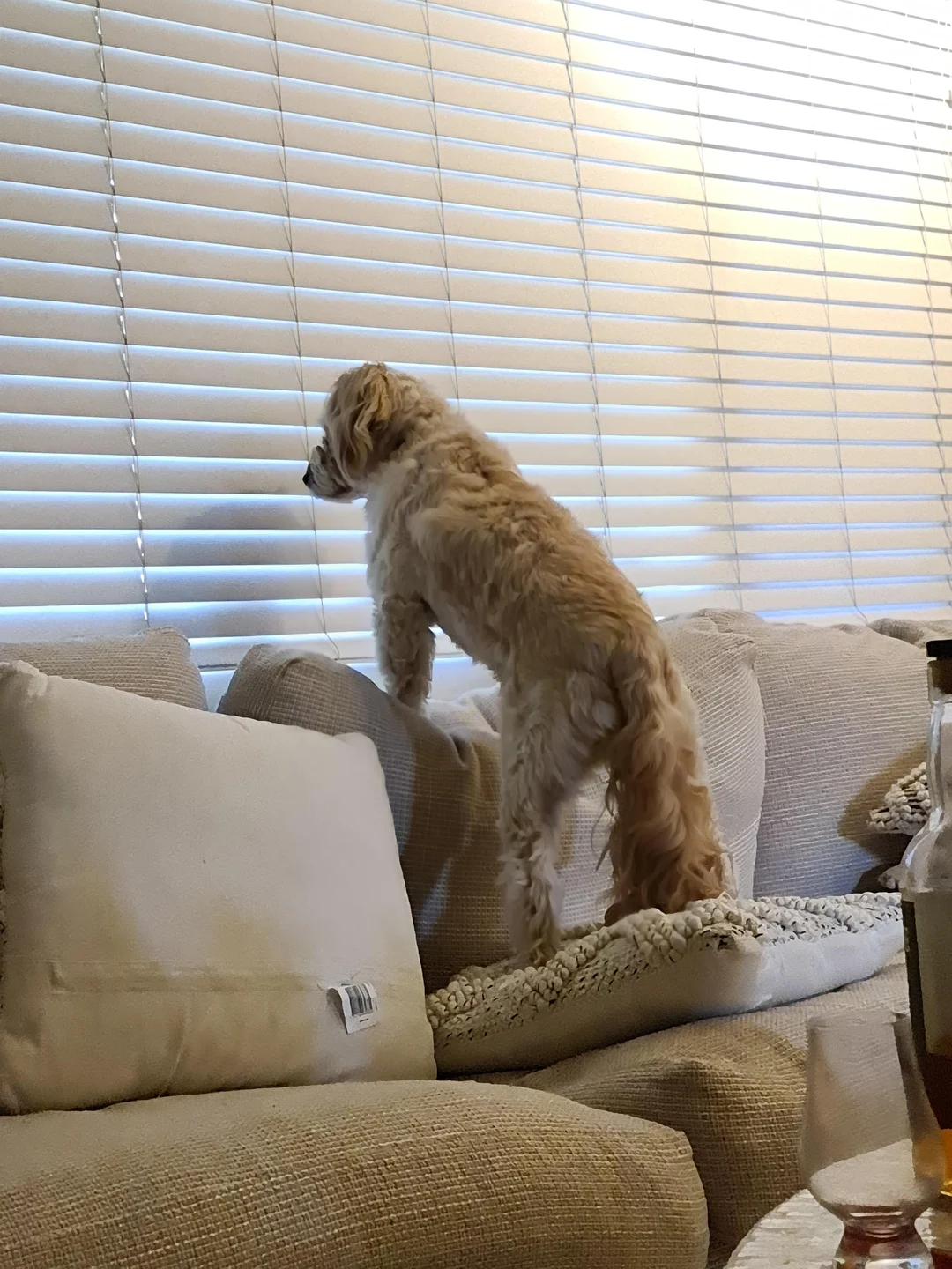Discover more like WhatsWrongWithYourDog: Remy loves staring at closed blinds. and Related ...