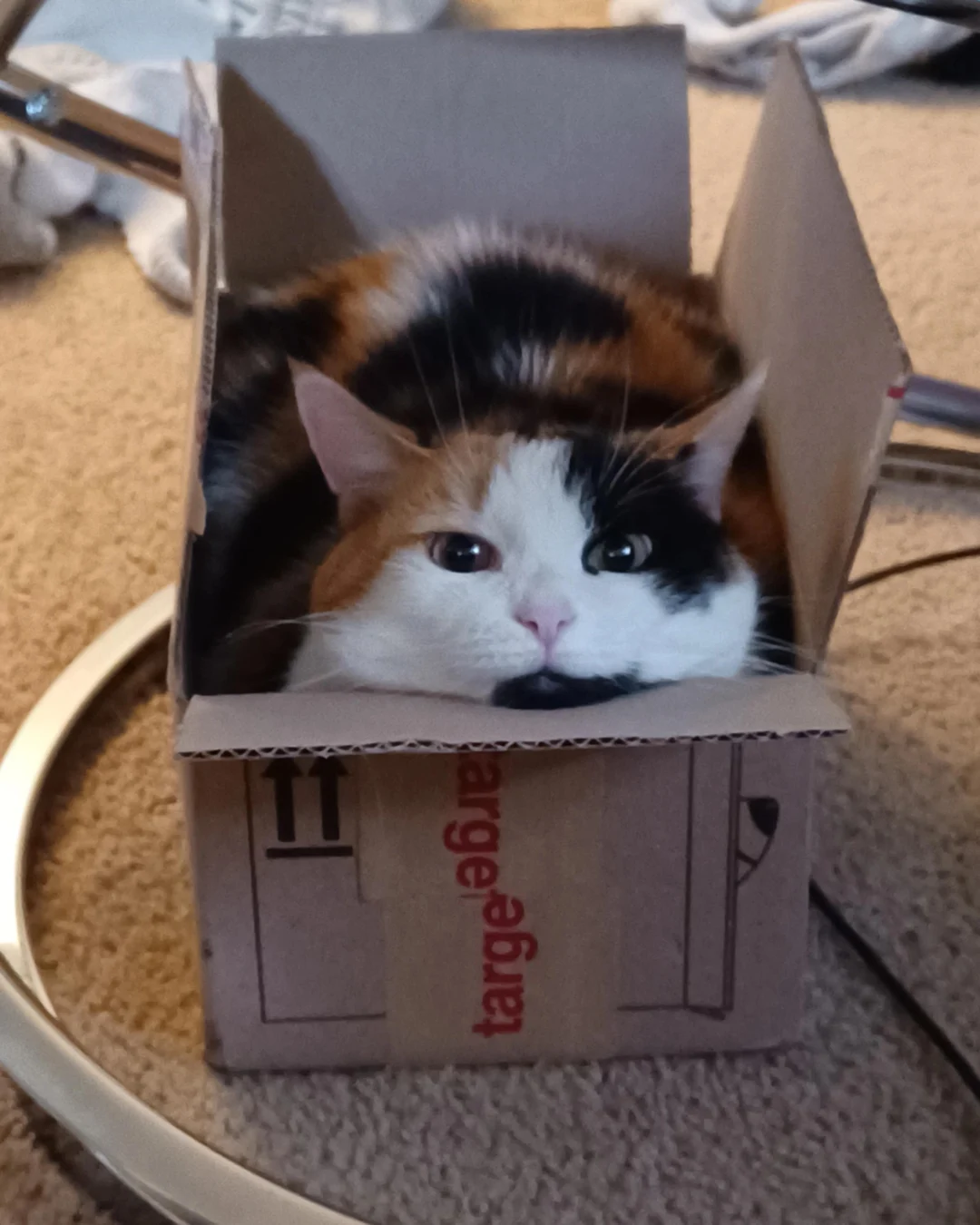 A perfectly-contained calico loaf in a box. | Scrolller