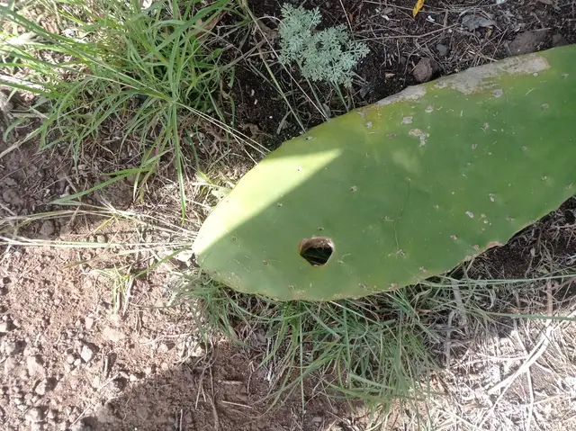 I was really tempted bot it hurts | Scrolller