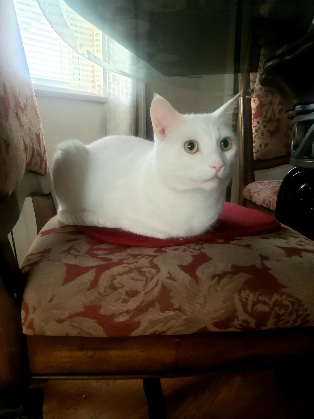 Bishop doesn't loaf often, but when he does he makes a very clean loaf | Scrolller