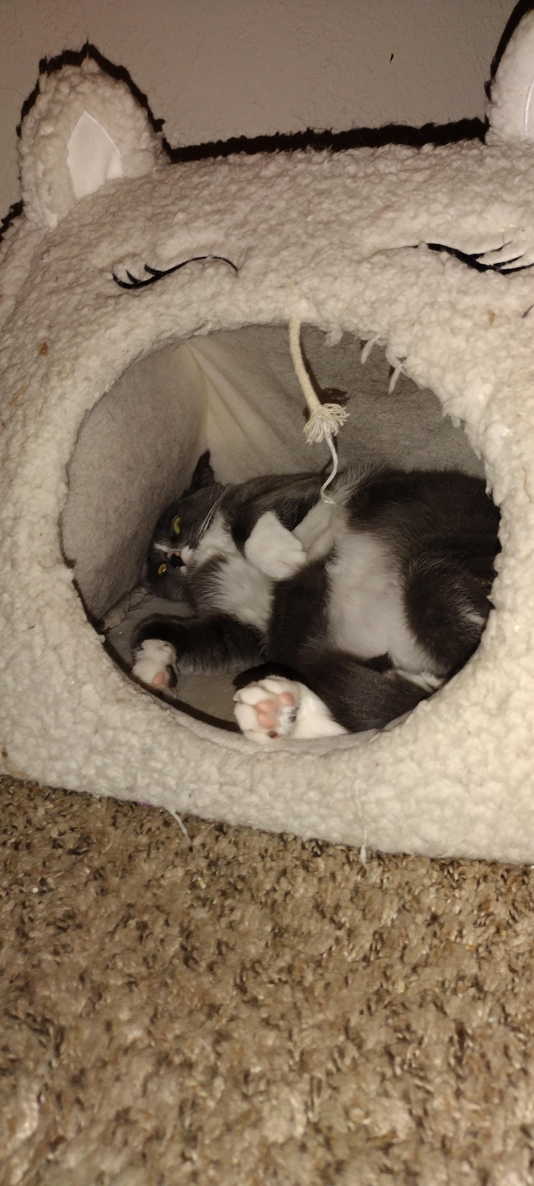 Caught her laying like this 2 days in a row. | Scrolller