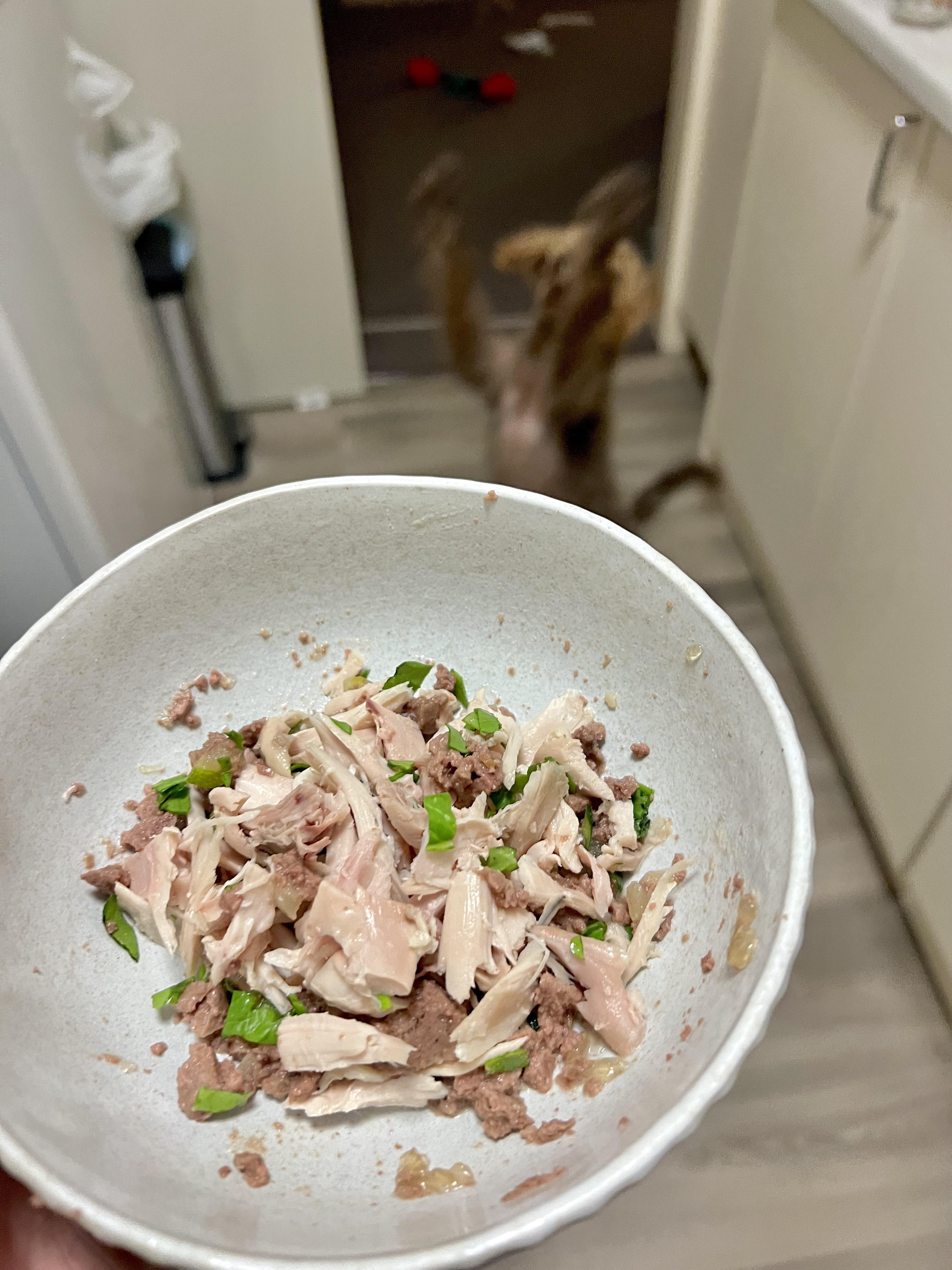 He approves of this meal | Scrolller