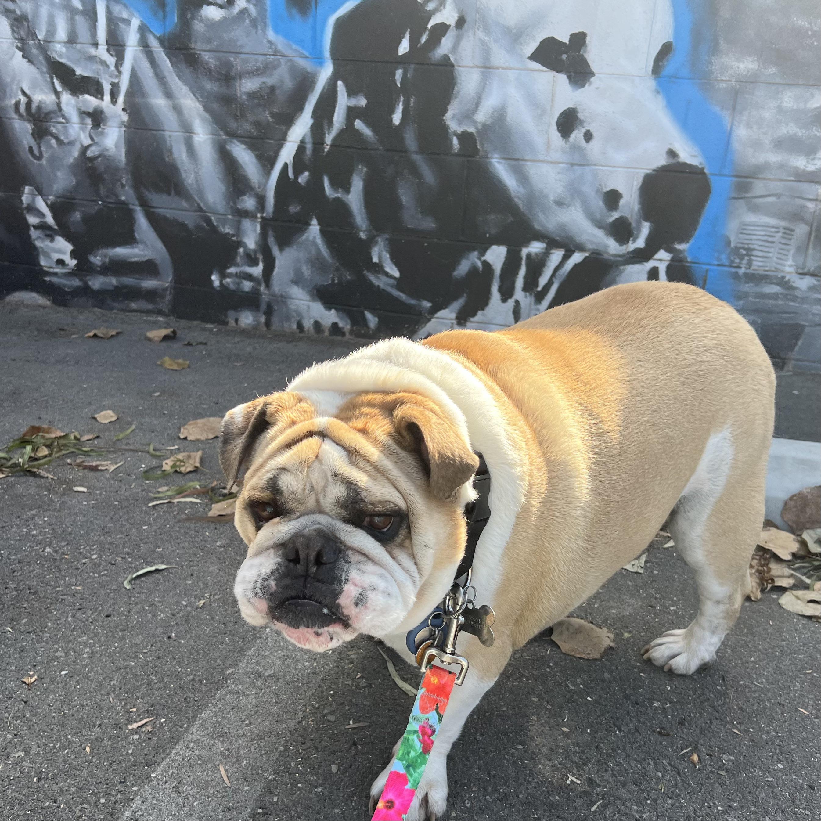 Discover more like Bulldogs: Smells like LouDog and Related Content | Scrolller