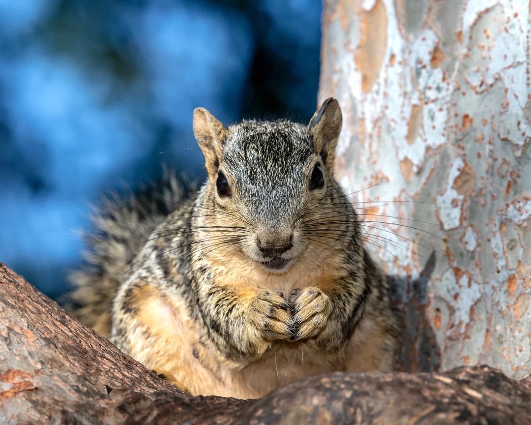 Sweetheart Squirrel | Scrolller