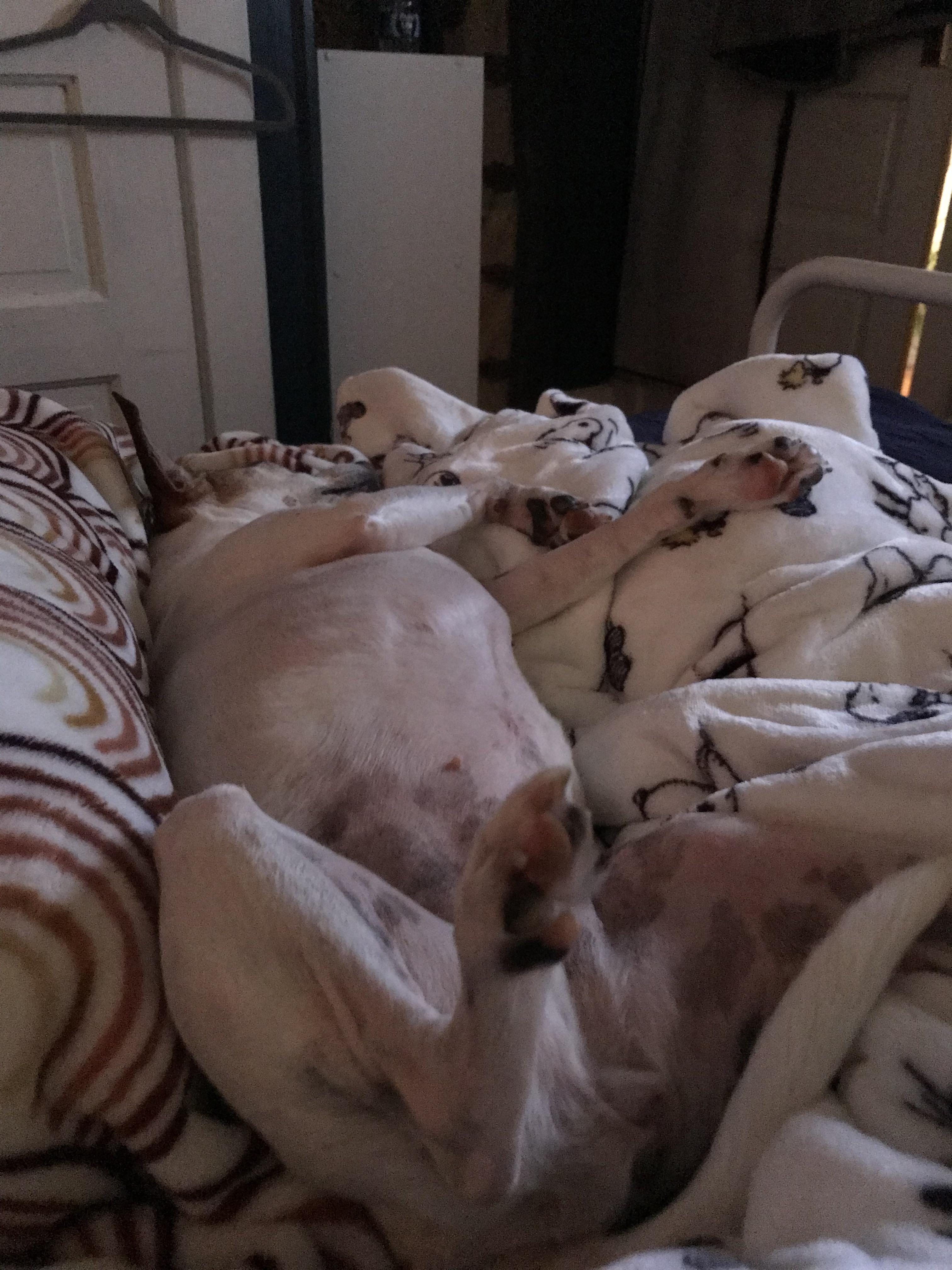 Piggy Doodle with her piggy spots. She is a light in the darkness of depression. | Scrolller