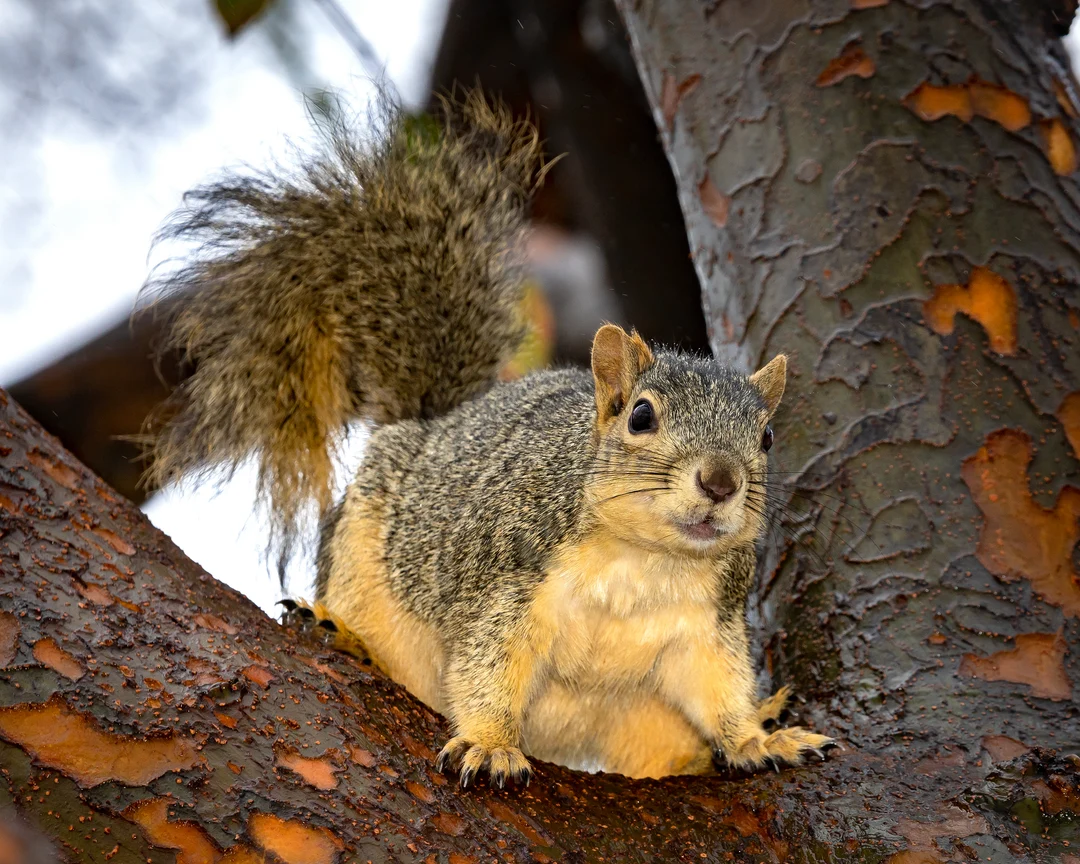 Another Rainy Day Squirrel | Scrolller