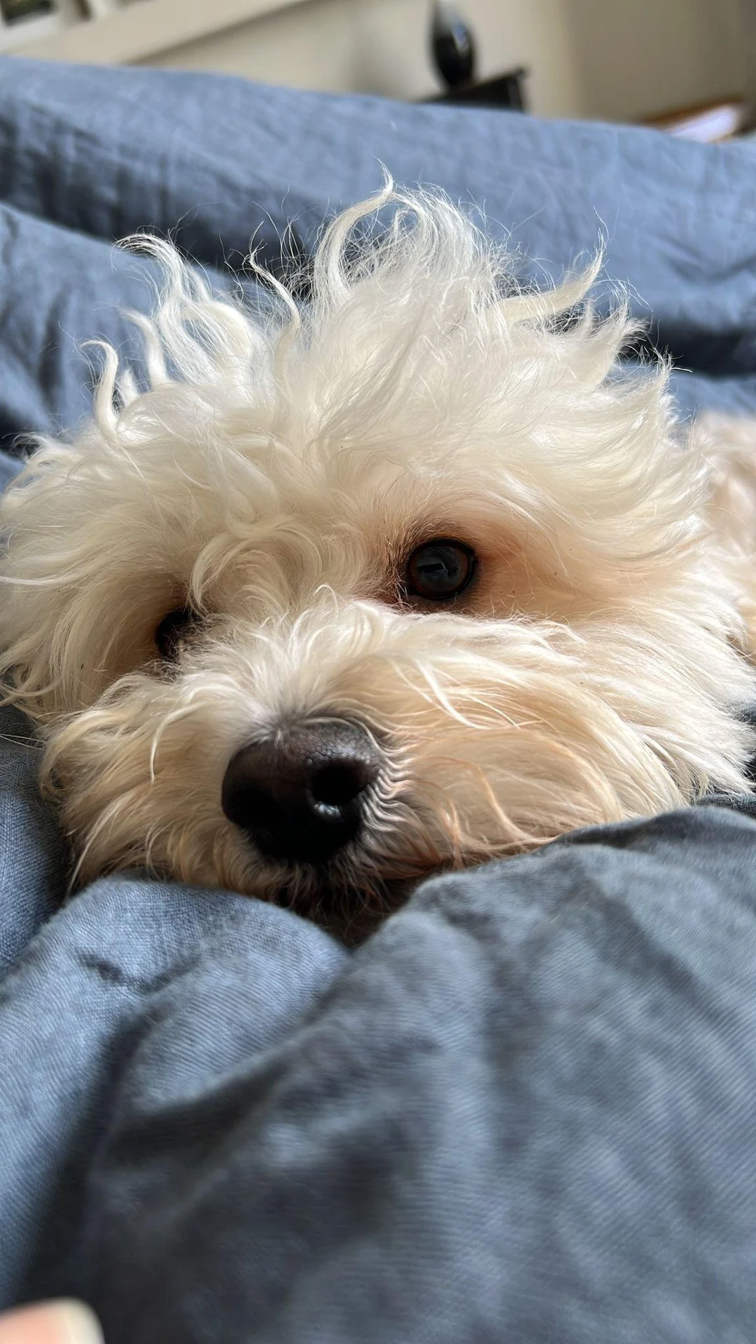 Literally the only thing keeping my mental health in check | Scrolller