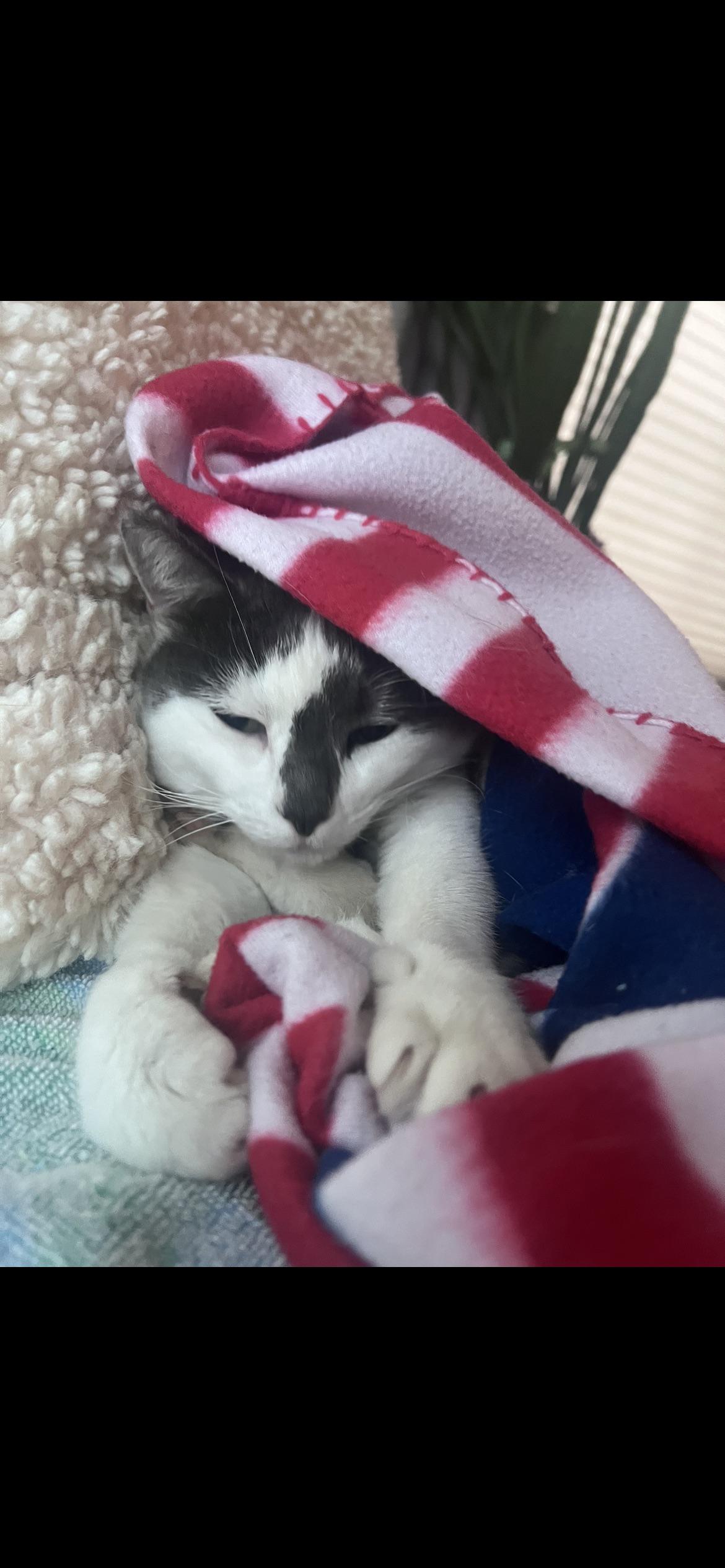 Nimble Ninja (outdoor cat) has adopted us! | Scrolller