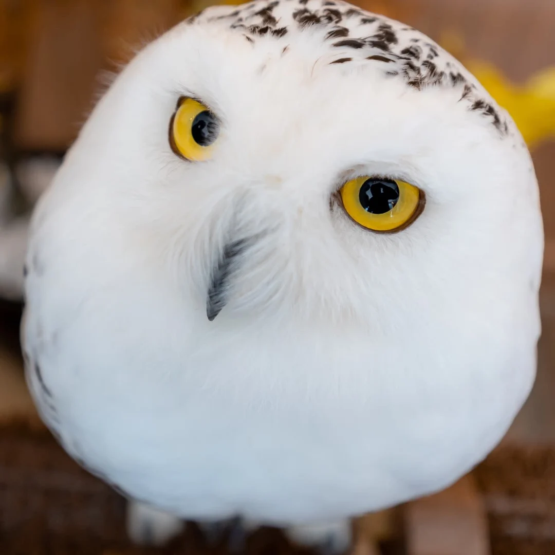 Discover more like Owls: different owl and Related Content | Scrolller