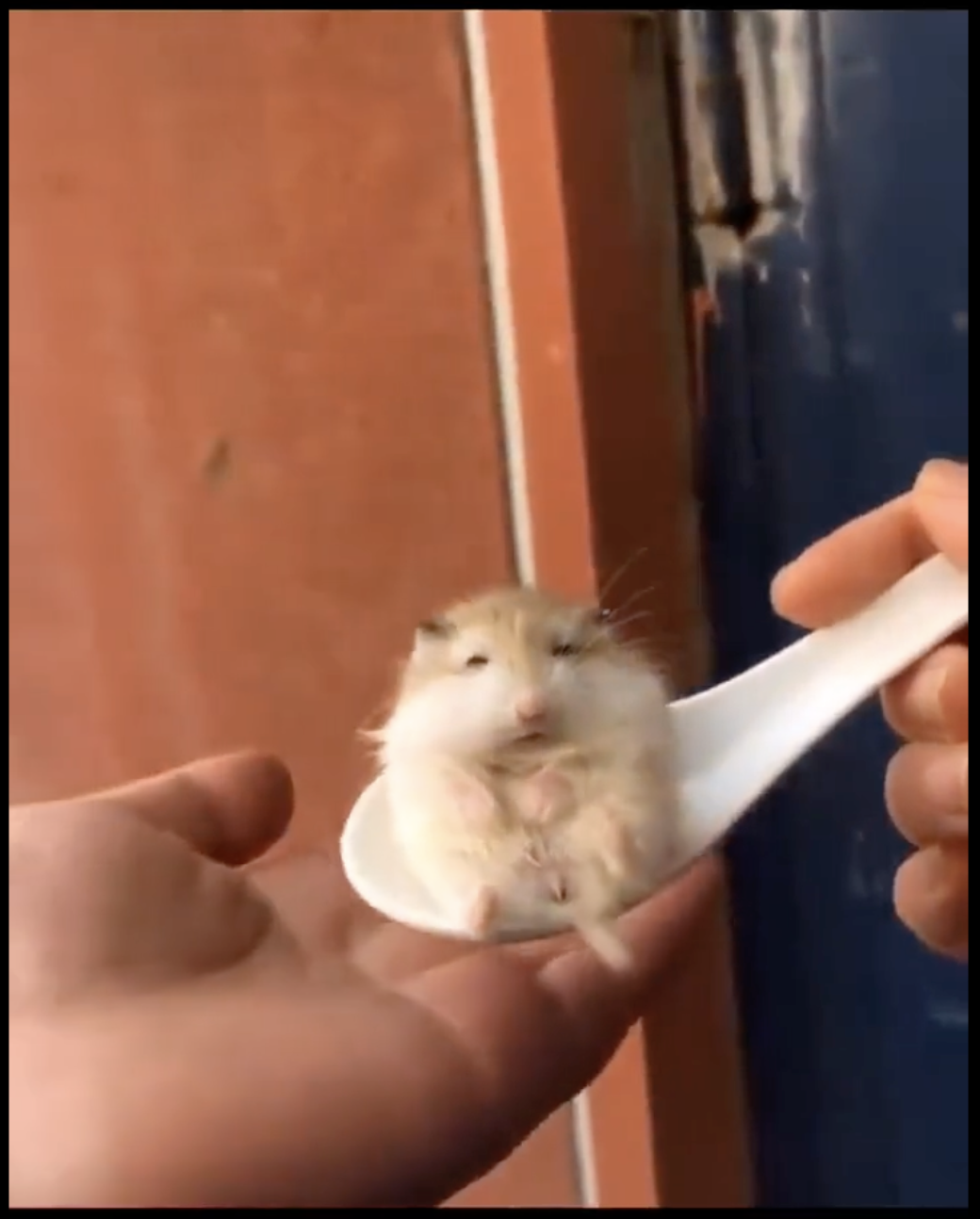 A spoonful of hamster.. | Scrolller