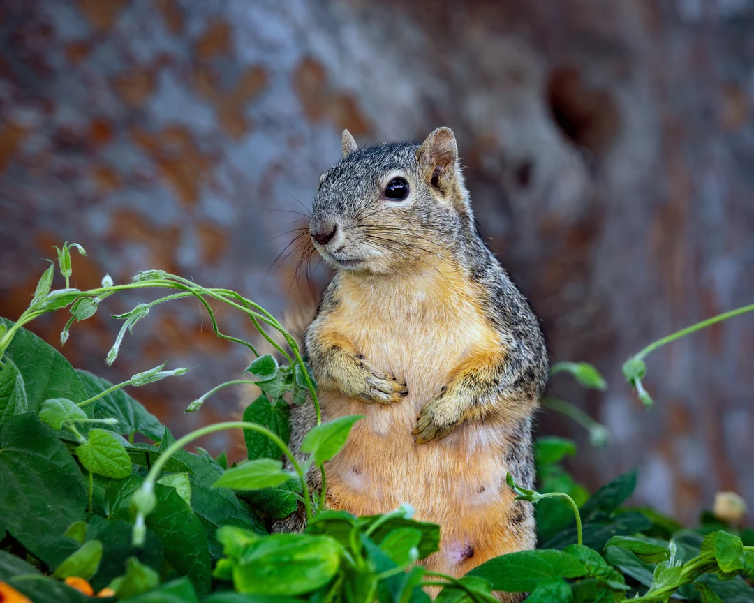 Mother Squirrel is always watching | Scrolller