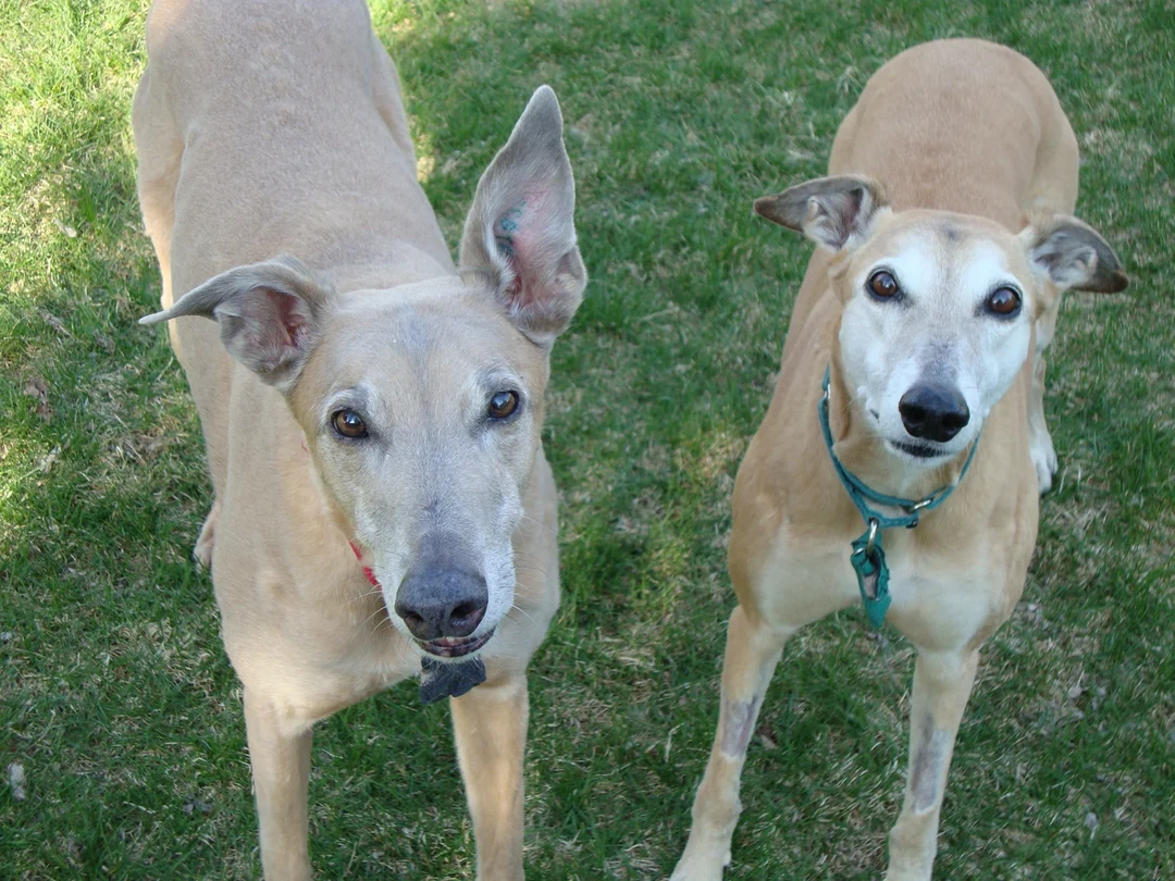 Greyhounds! Abbey and Wyatt | Scrolller