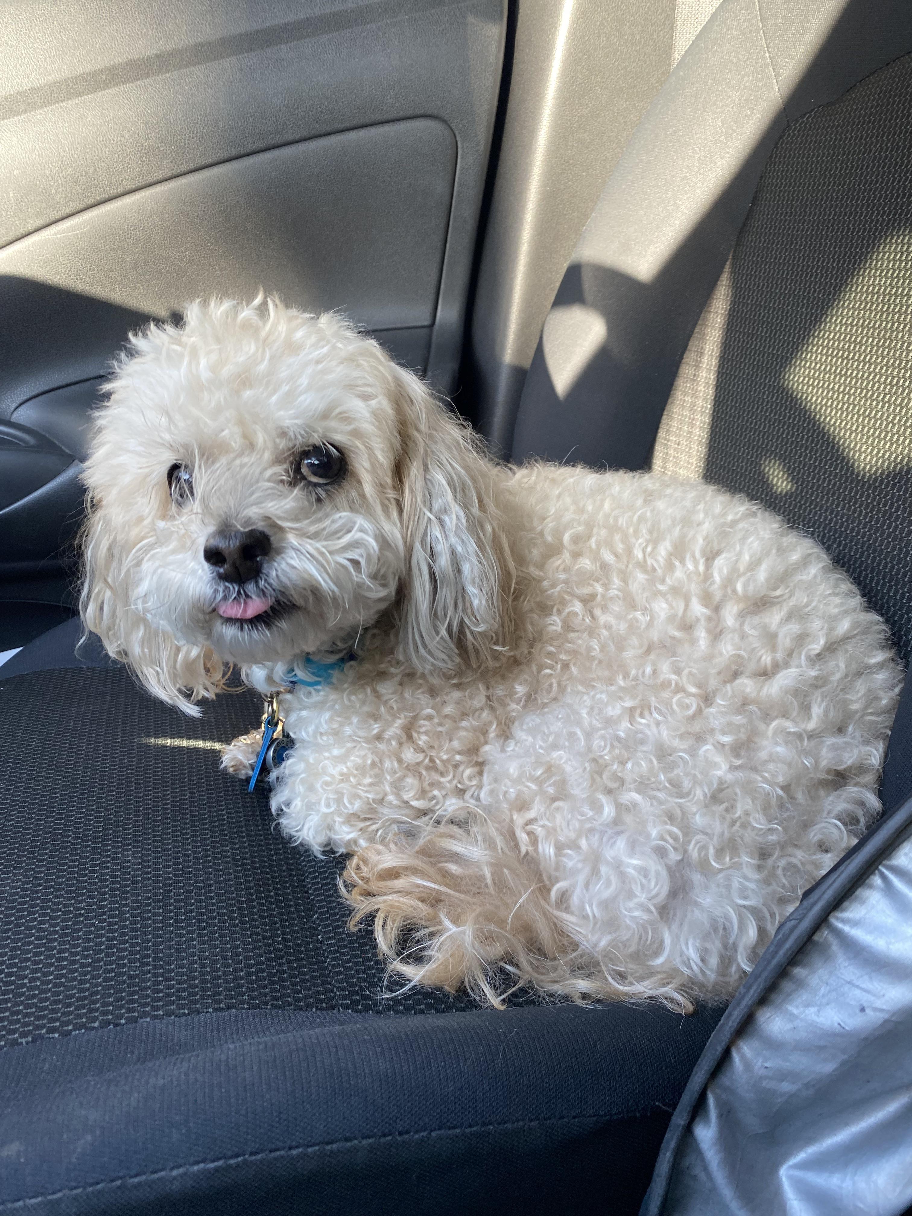 Before and after grooming. 🤣 | Scrolller