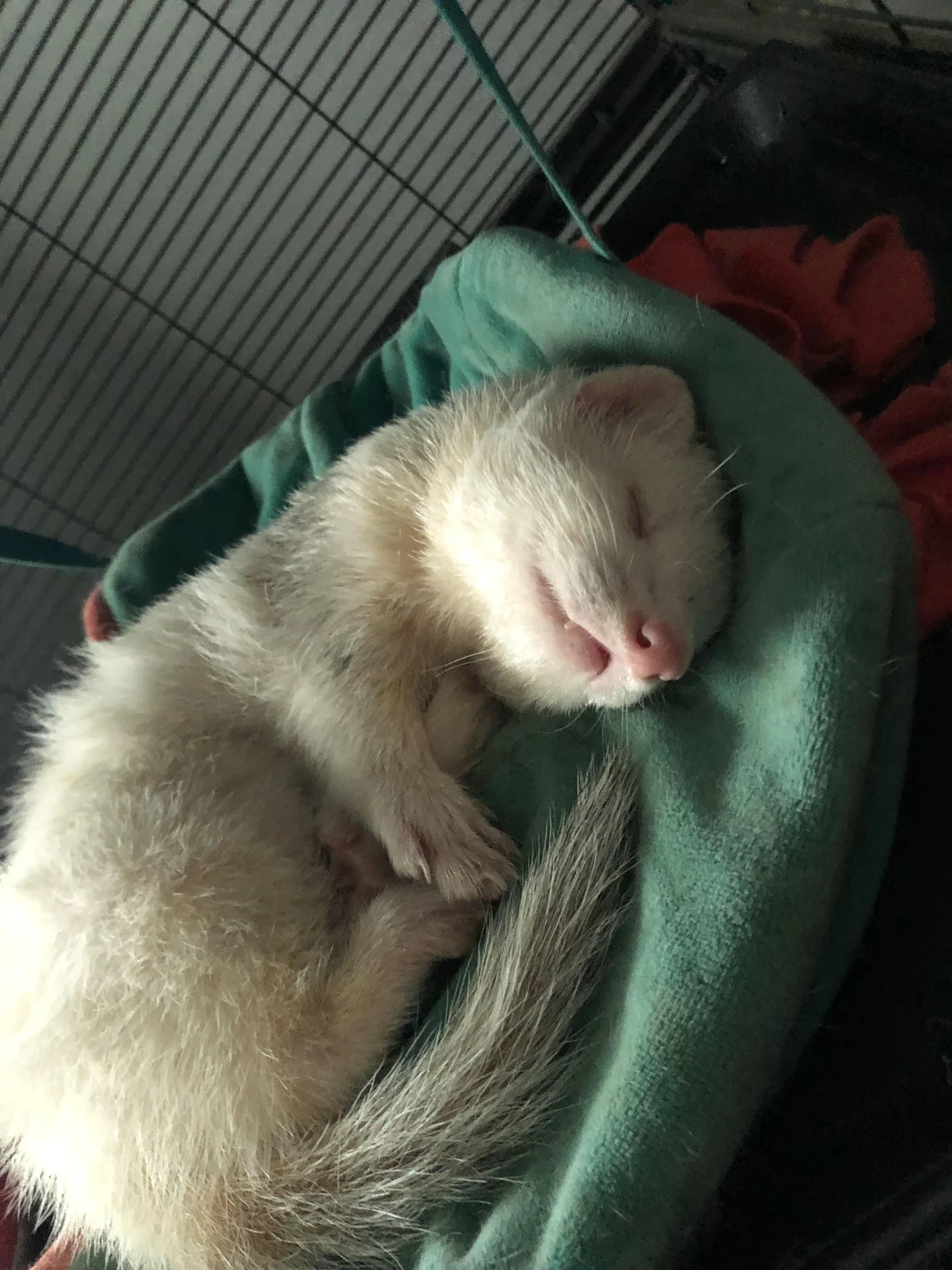 my boy frankie came back home after being missing for 2 weeks in 90°+ weather. if your ferret is ...