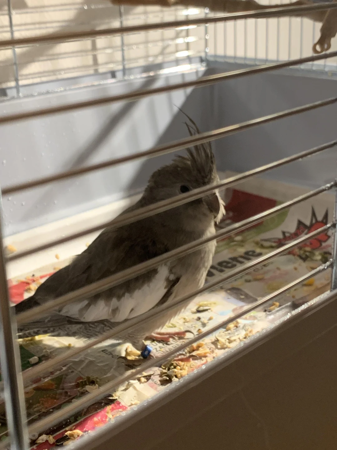 Need help understanding my cockatiel | Scrolller