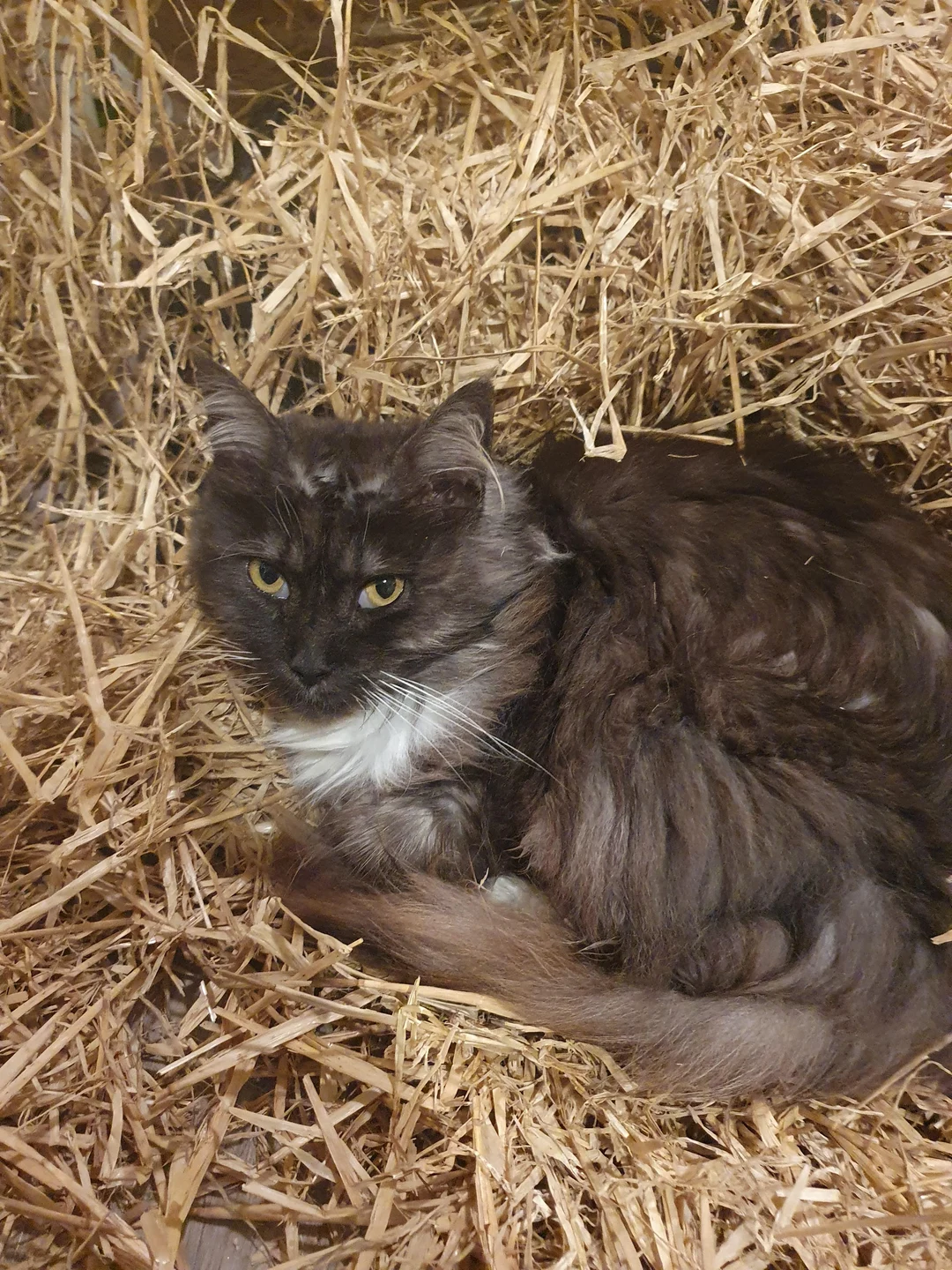 Sky loving the ducks straw! | Scrolller