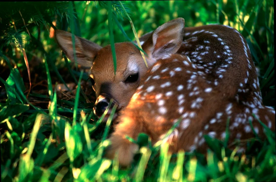 a real life bambi!!!