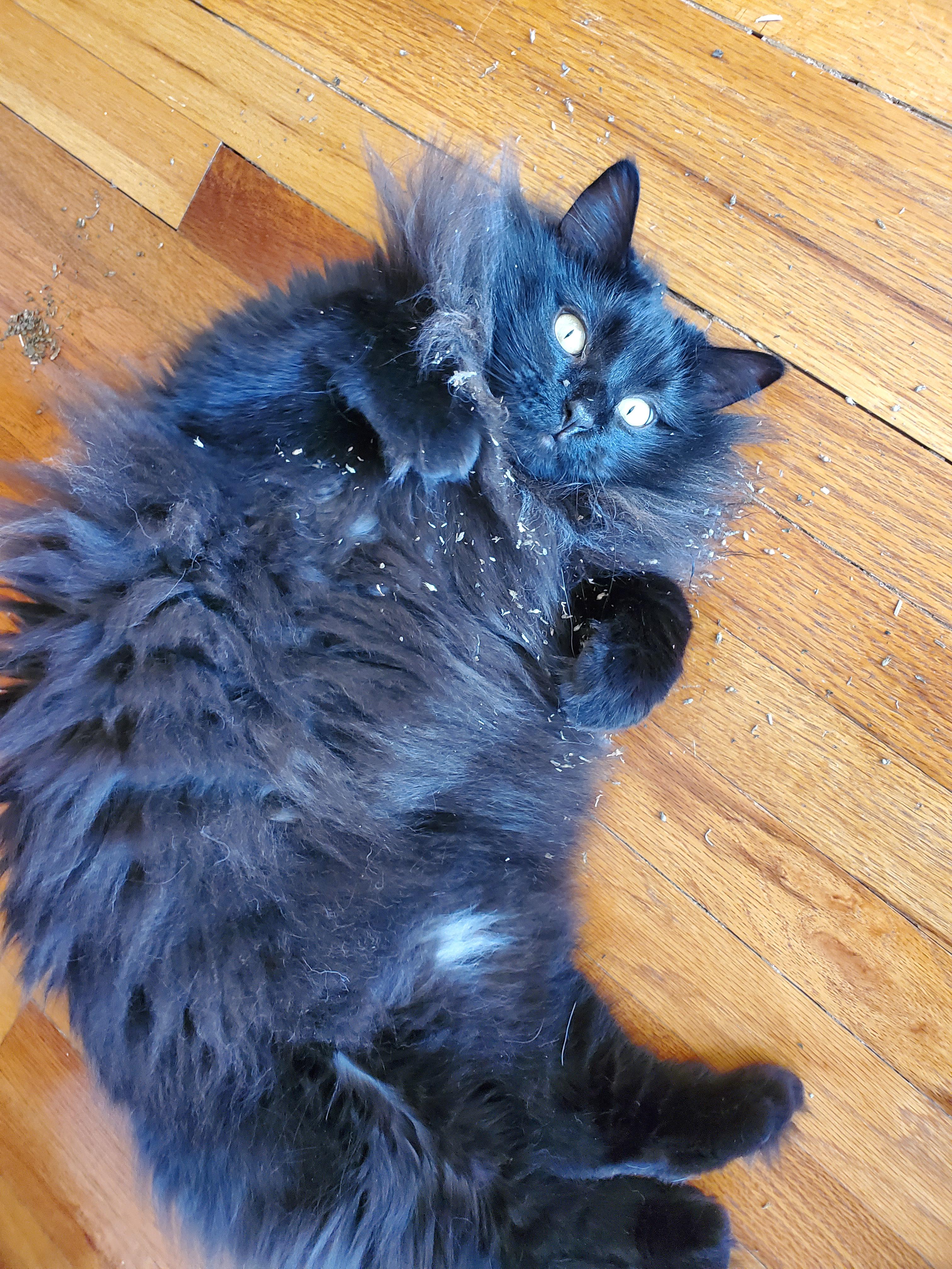 Thunder rolling in catnip | Scrolller