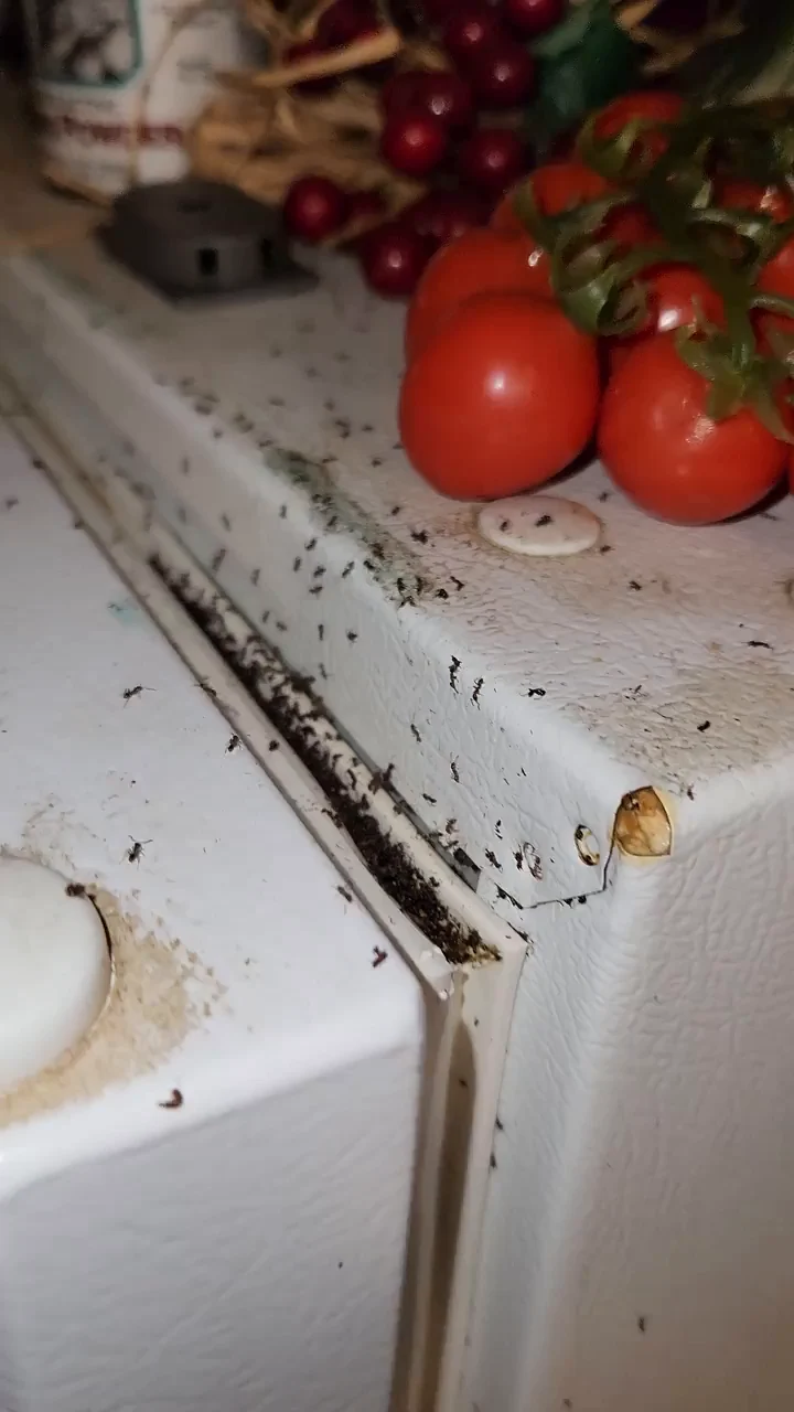 Ant graveyard in the freezer | Scrolller