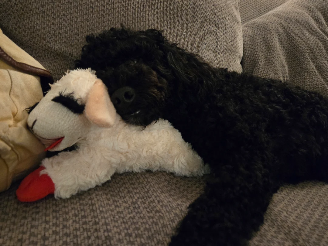 Discover more like Dogpictures: Tired, Percy? and Related Content | Scrolller