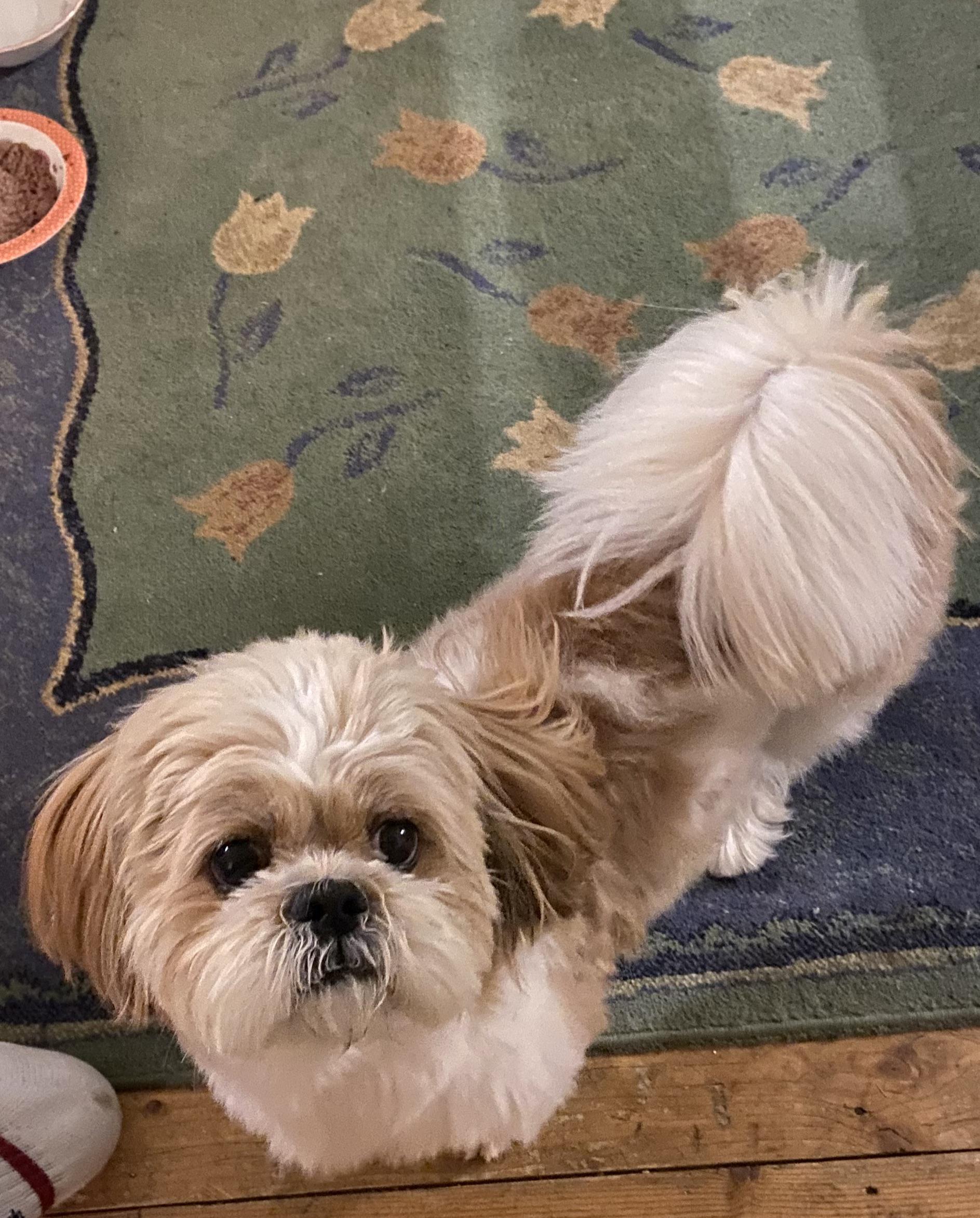 Tzu has been misbehaving !! Help !! | Scrolller