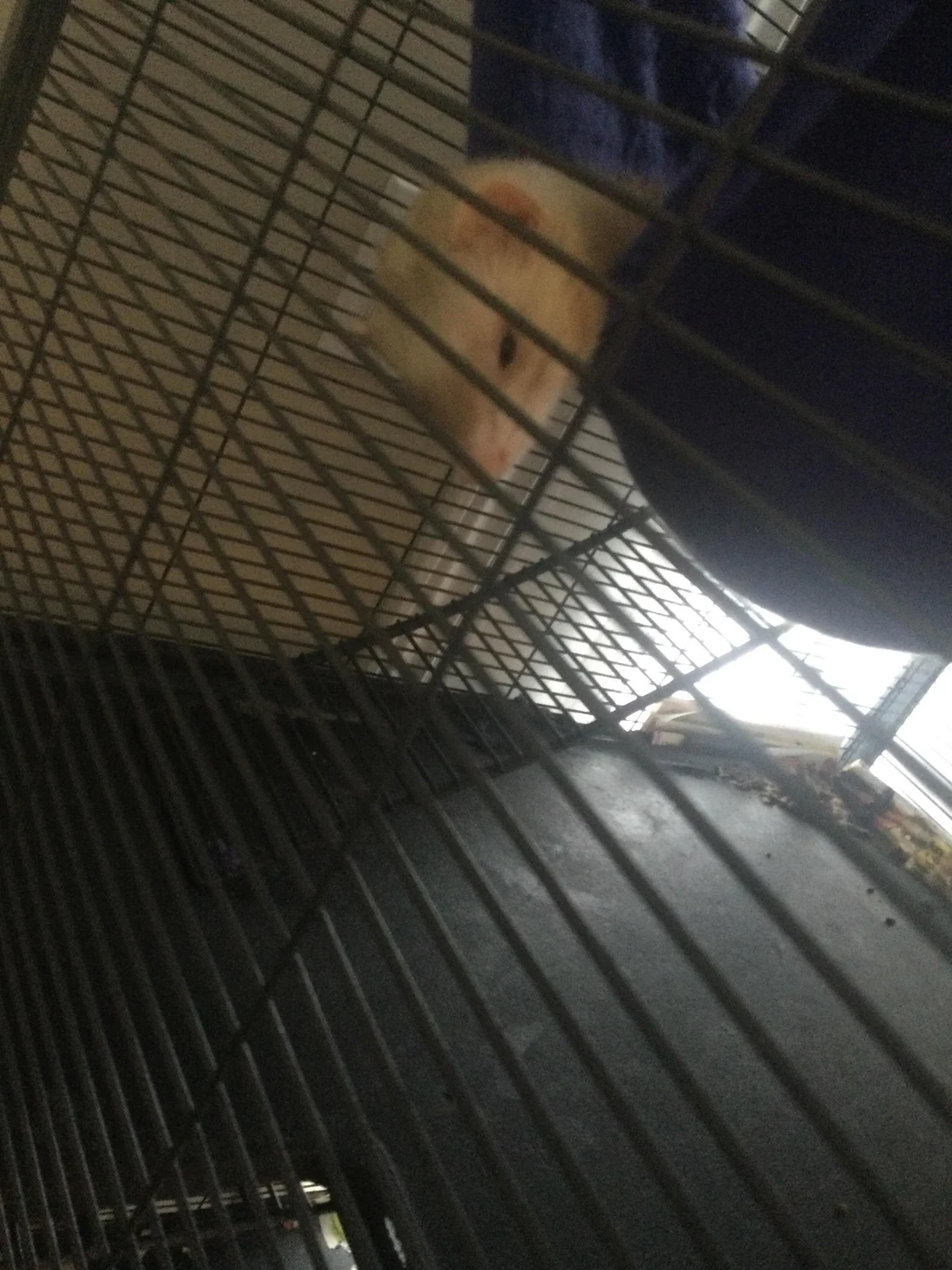 the sleepy | Scrolller