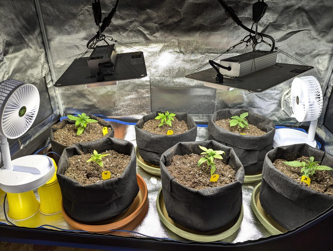 14days from seed | Scrolller