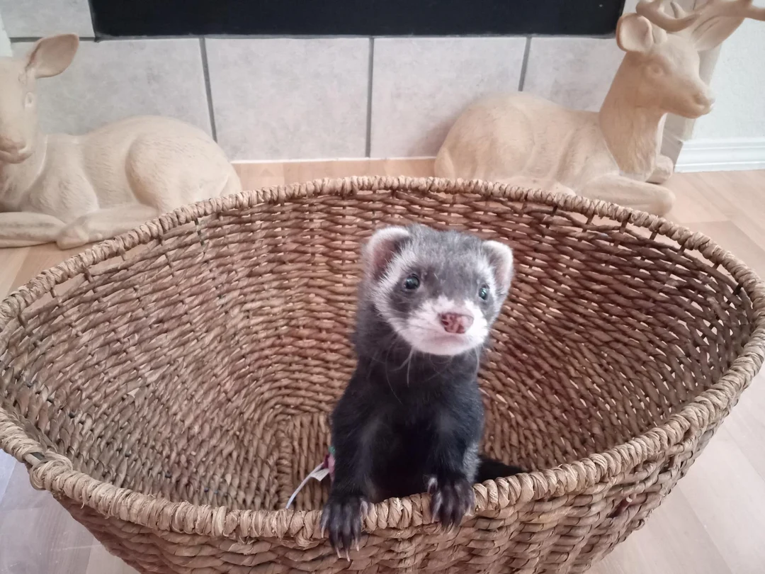 Tommy in his basket | Scrolller