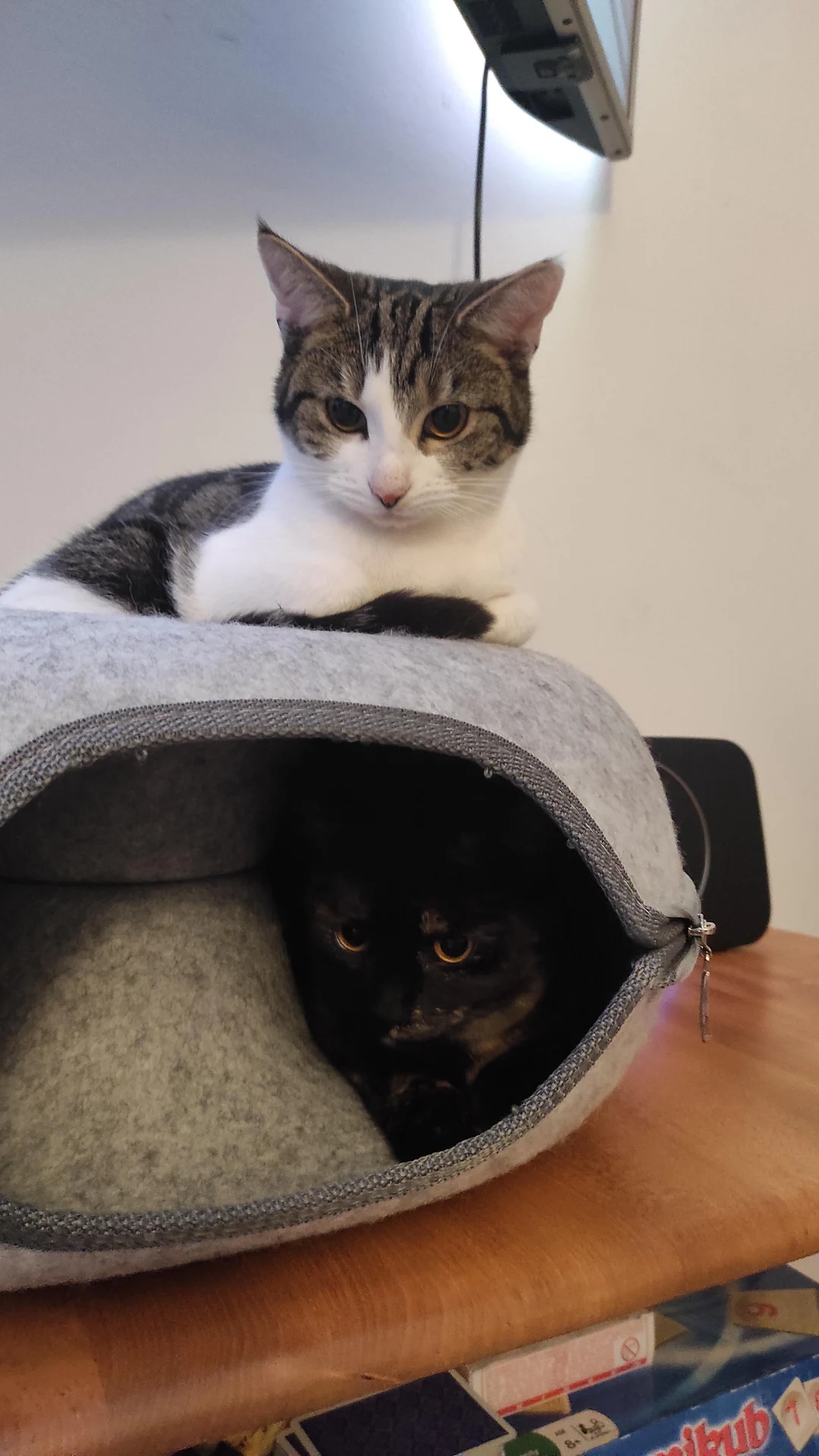 Cat Stack Trap | Scrolller