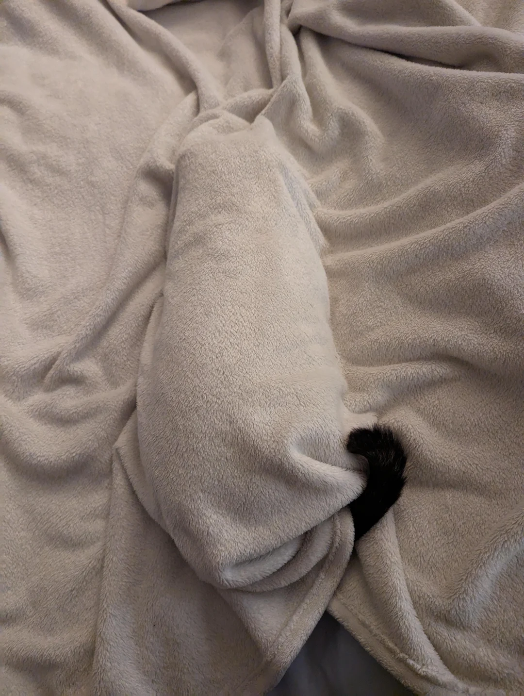 Crouching tiger. Hidden loaf. | Scrolller