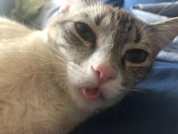 Adorable blep💓 | Scrolller