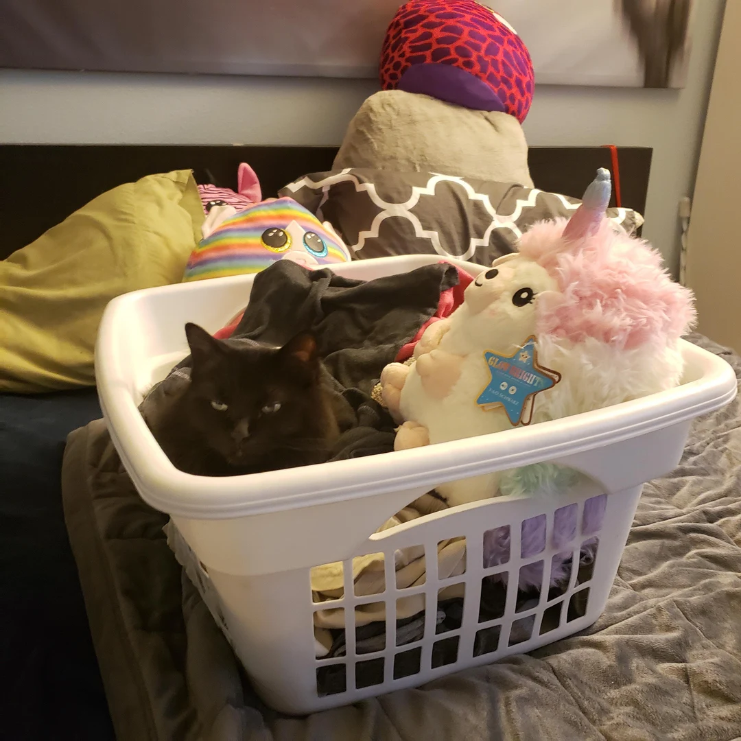 There's no resisting a nice laundry basket. Nebbg snuggled right in! | Scrolller