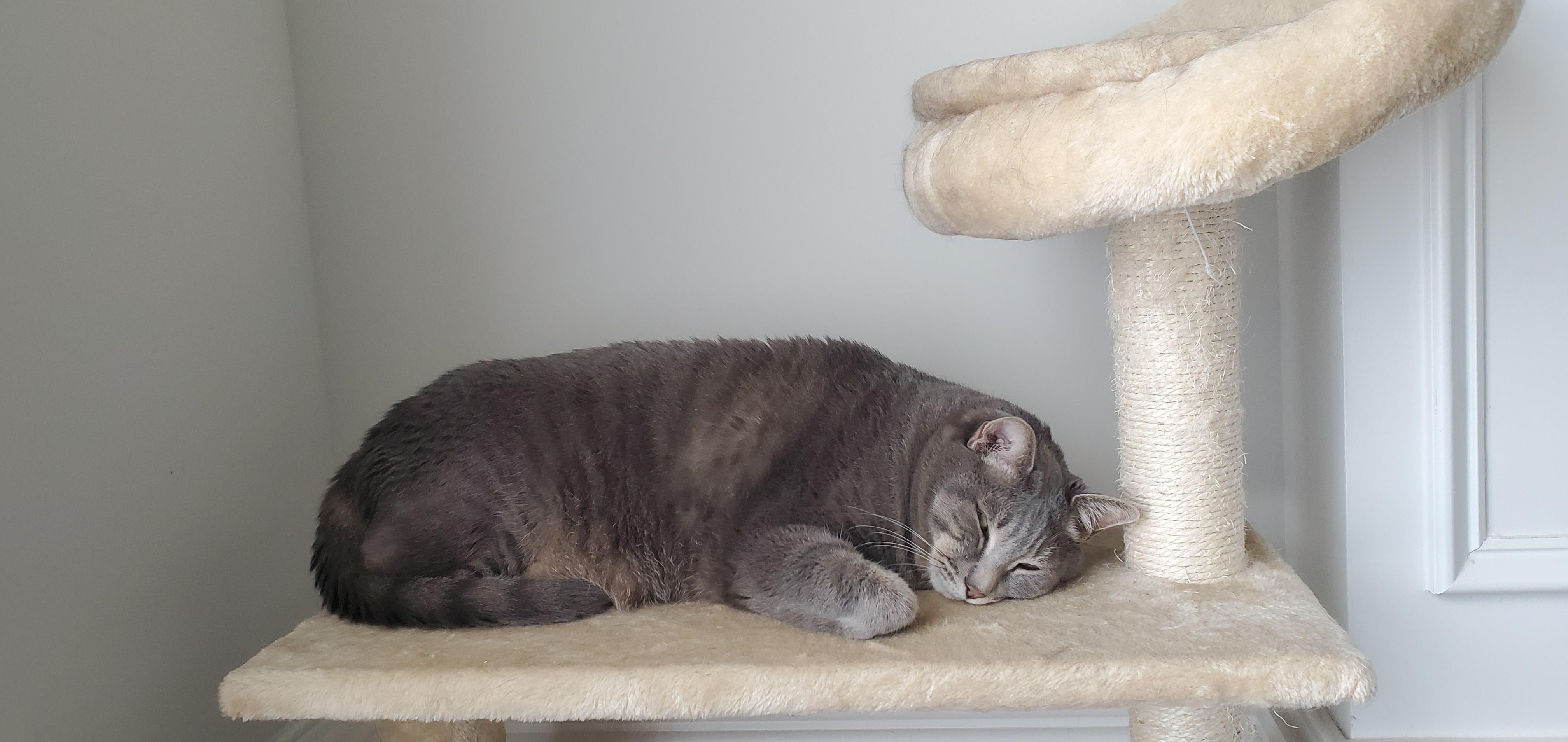 [OC] My (HUGE) fat cat sleeping peacefully on his cat tree | Scrolller