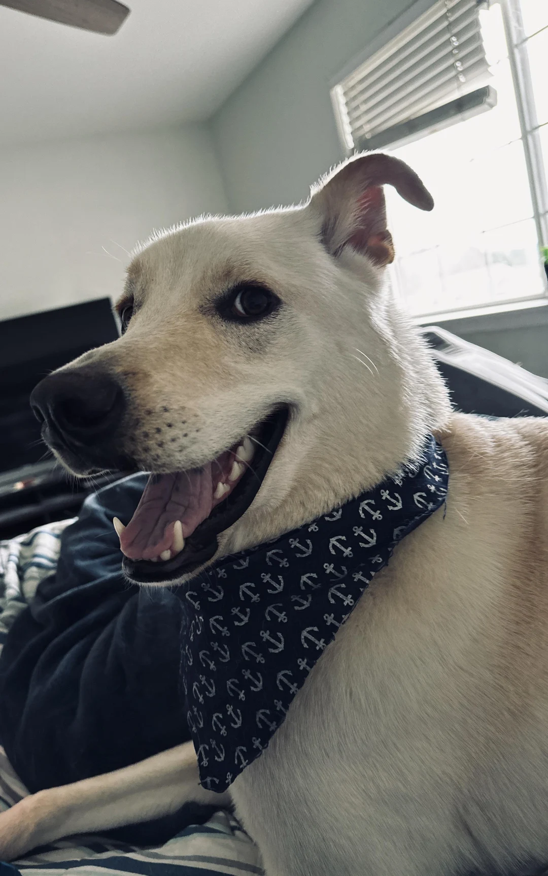 Derpasaurus Rex | Scrolller