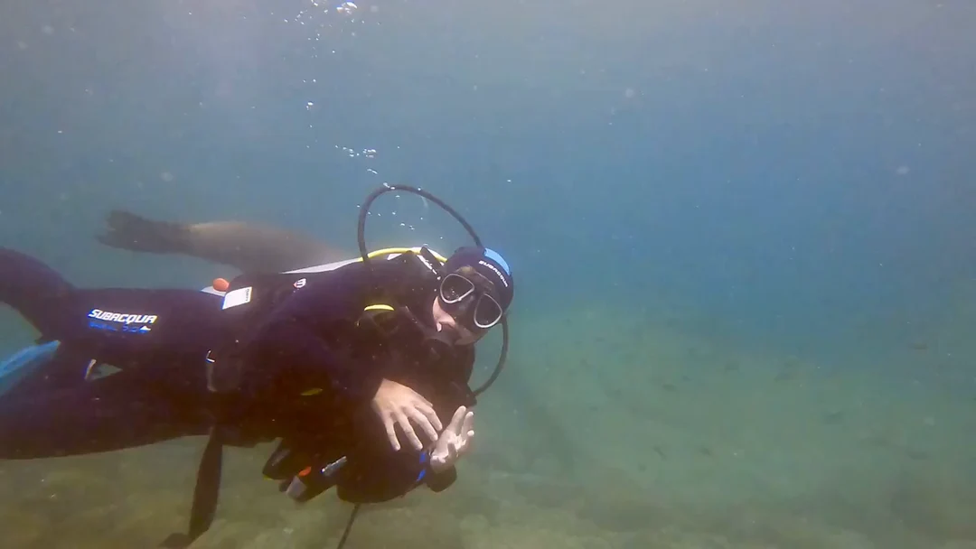 Diving with sea lions in La Paz | Scrolller