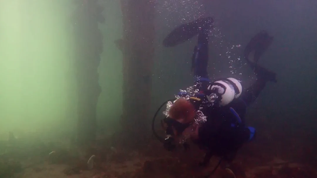 My moves bring all the seals to the yard. | Scrolller