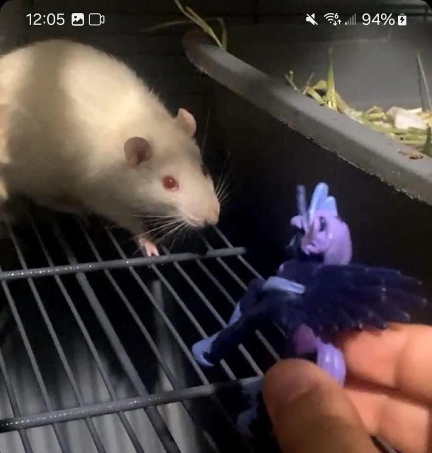 Carl the trash rat update | Scrolller