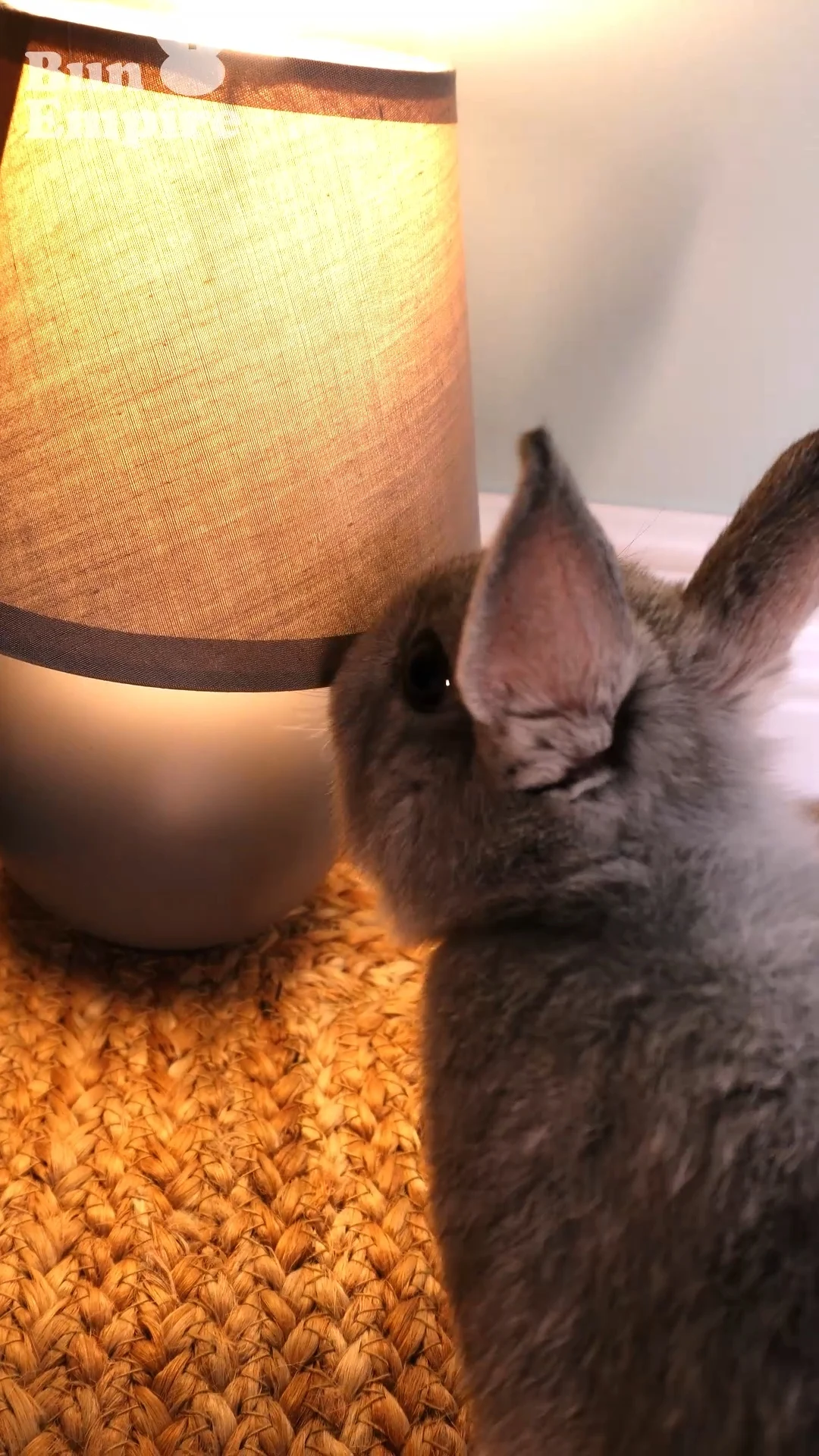 Baby Bun's New Lamp | Scrolller