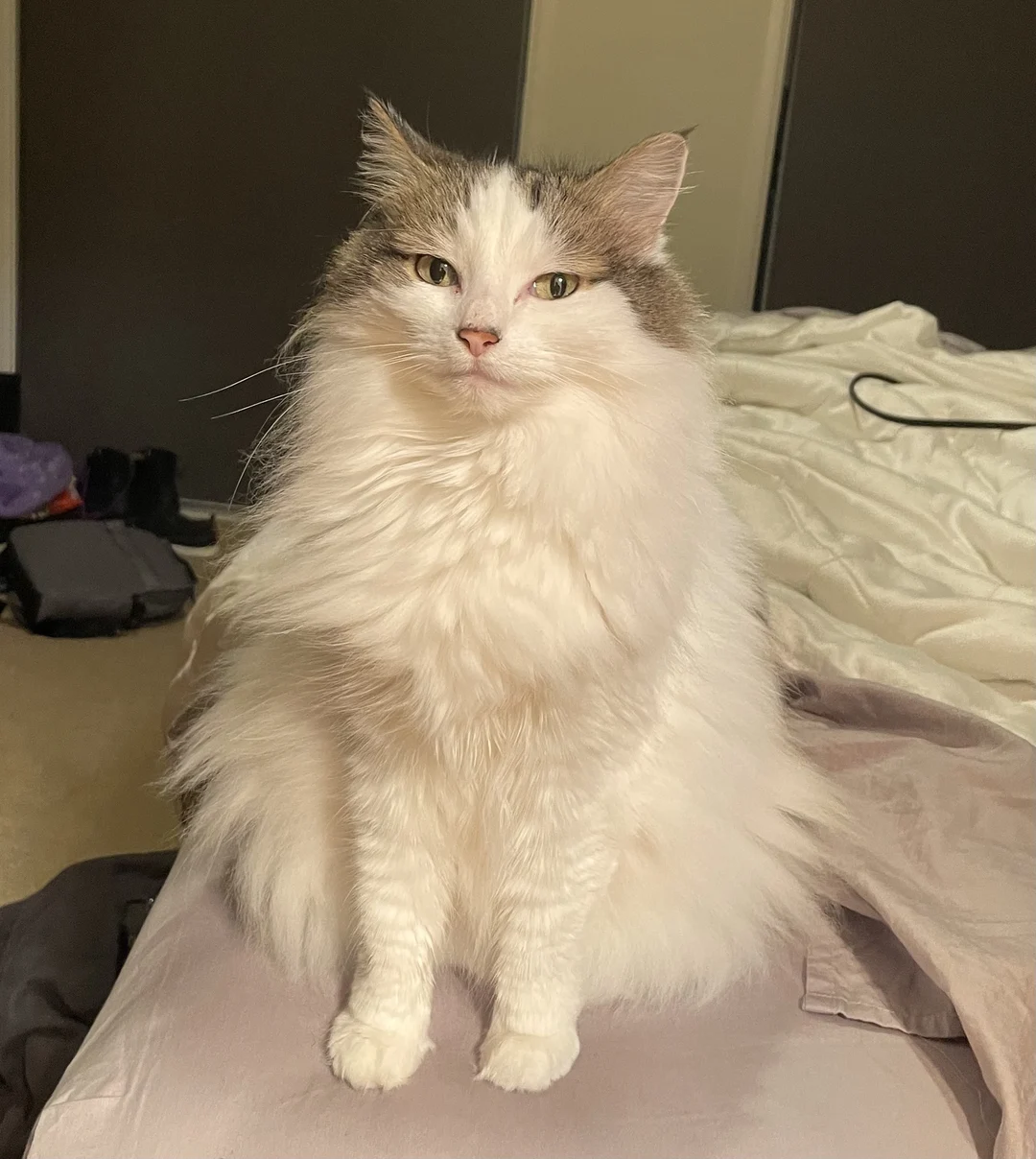 Coco the floofy | Scrolller