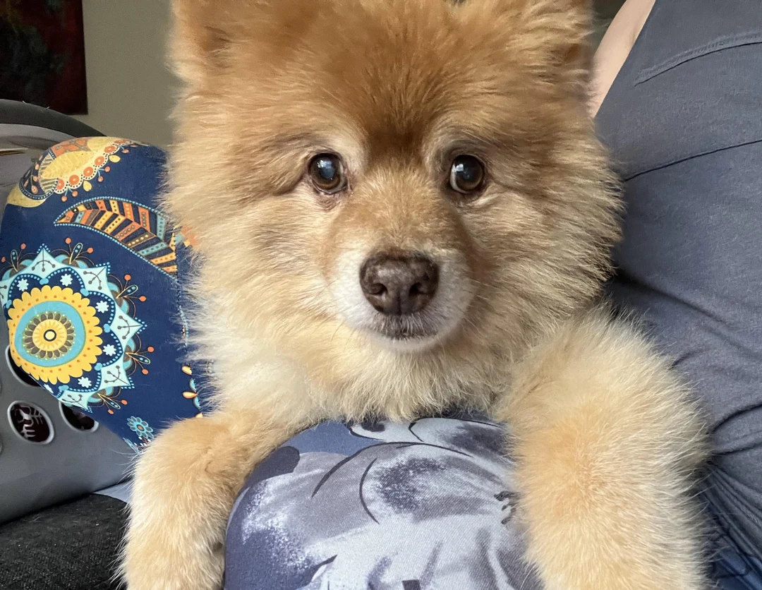 Happy 16th Birthday Miso. My valentine pup. (OC) | Scrolller