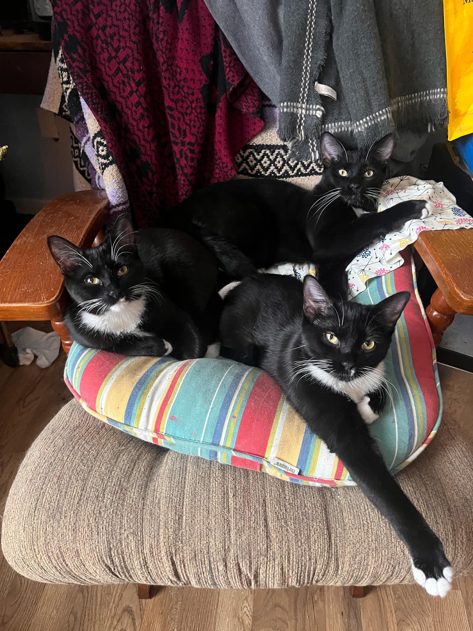 The Triplets | Scrolller