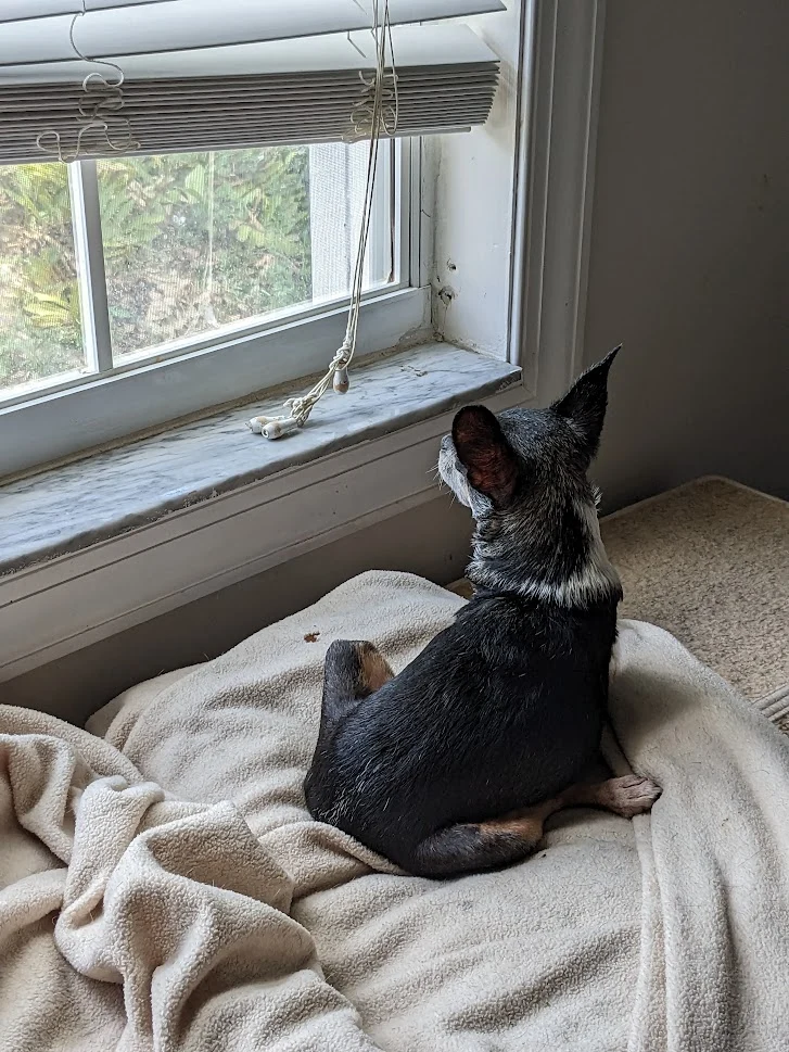 Is This Breed Part Rotisserie Chicken Scrolller