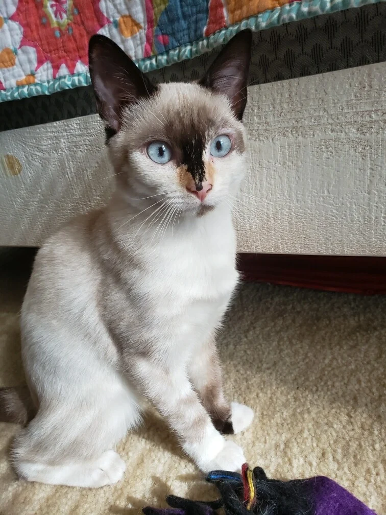 I'm too cute to be guilty | Scrolller