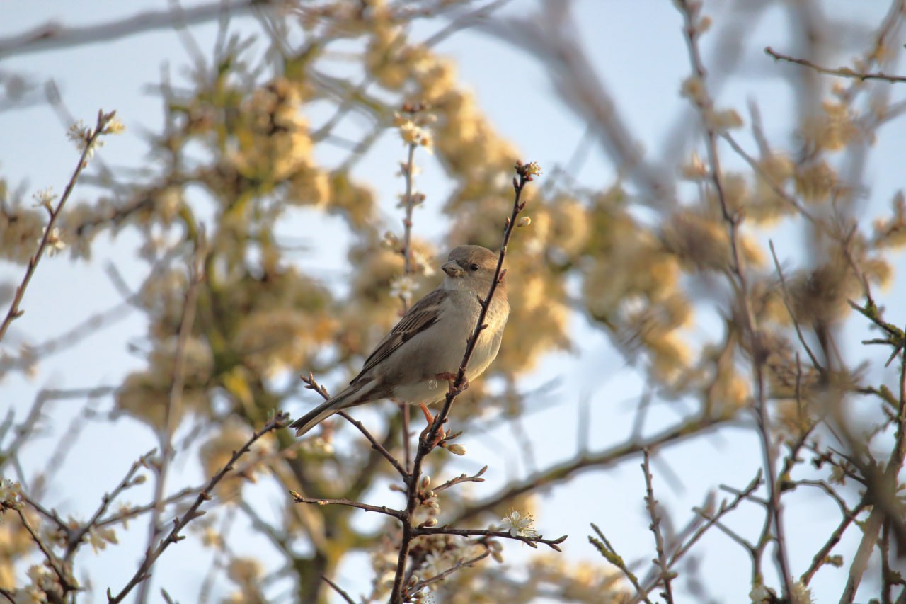 Female House Sparrow admiring the blossoms. | Scrolller