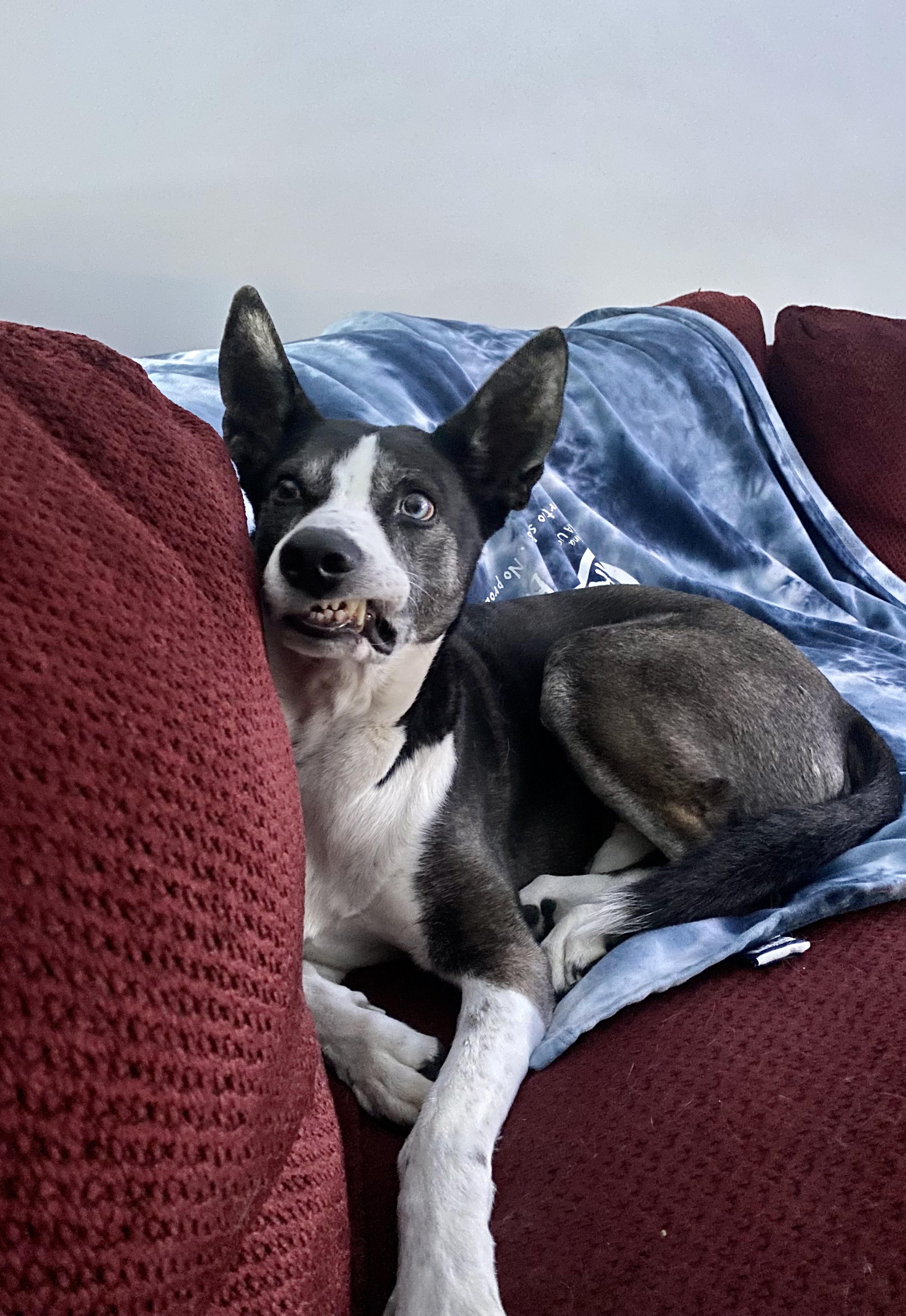 Accidentally startled sleeping beauty | Scrolller