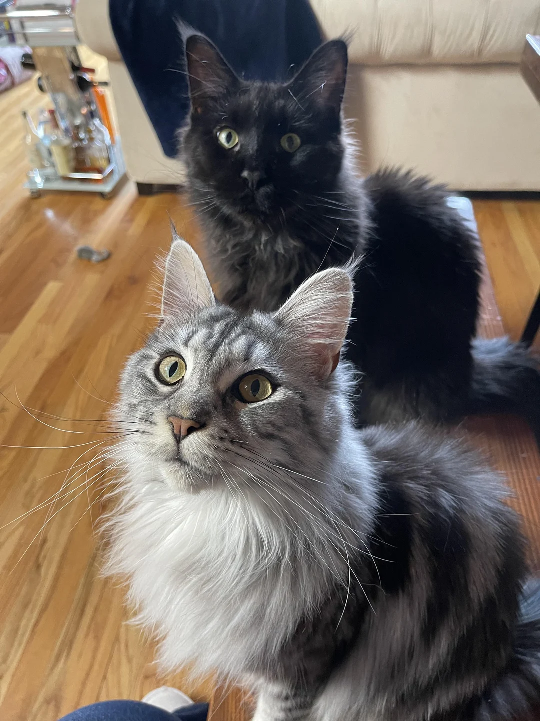 When the smell of fresh turkey first hits | Scrolller