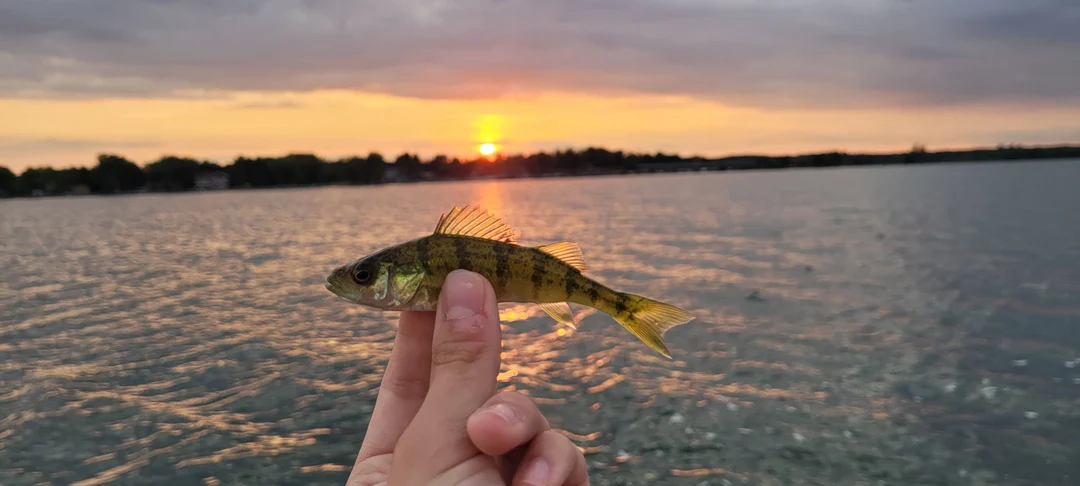 Caught this absolute unit of perch | Scrolller