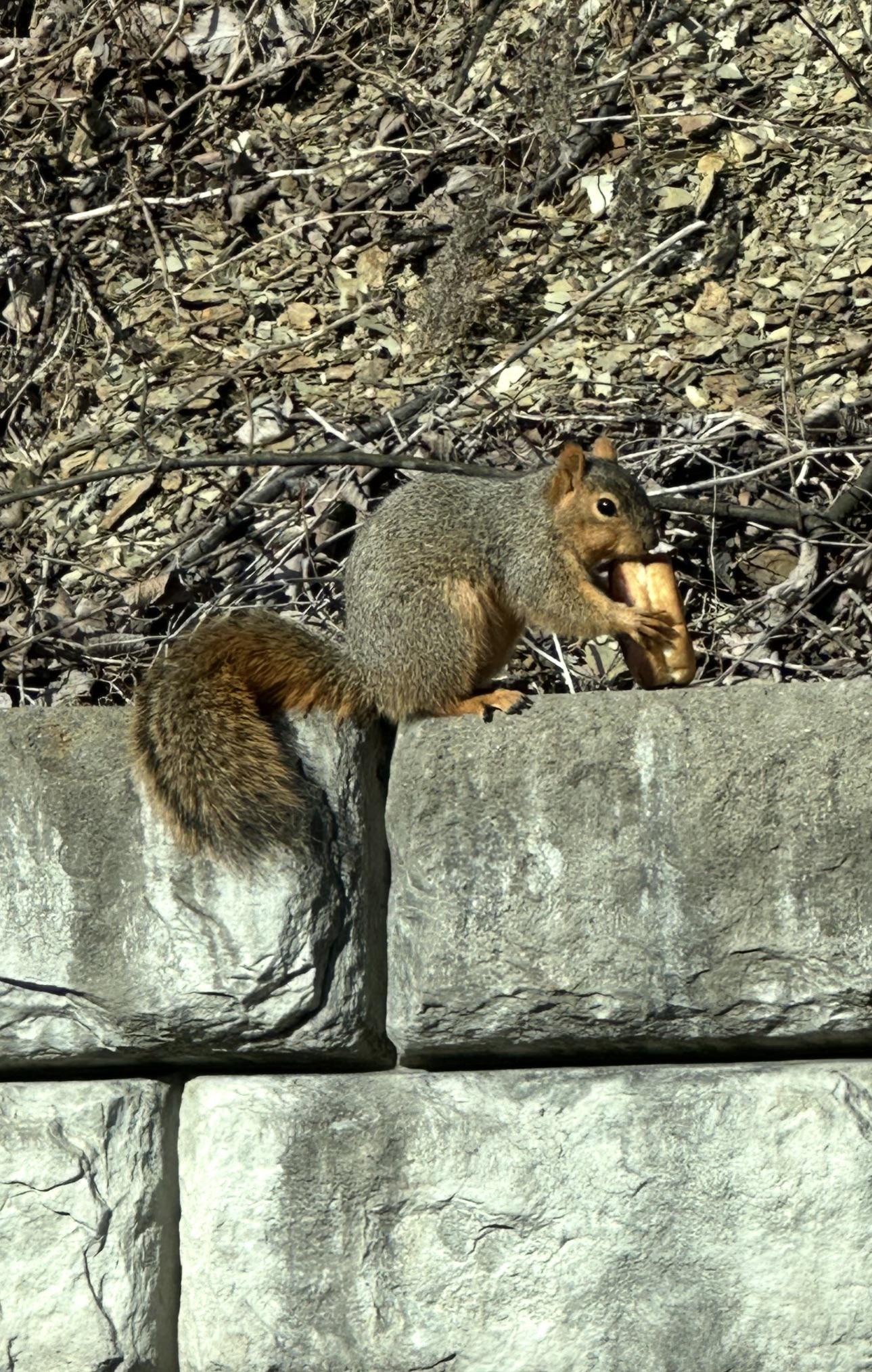 Dunkin’ Donuts | Scrolller