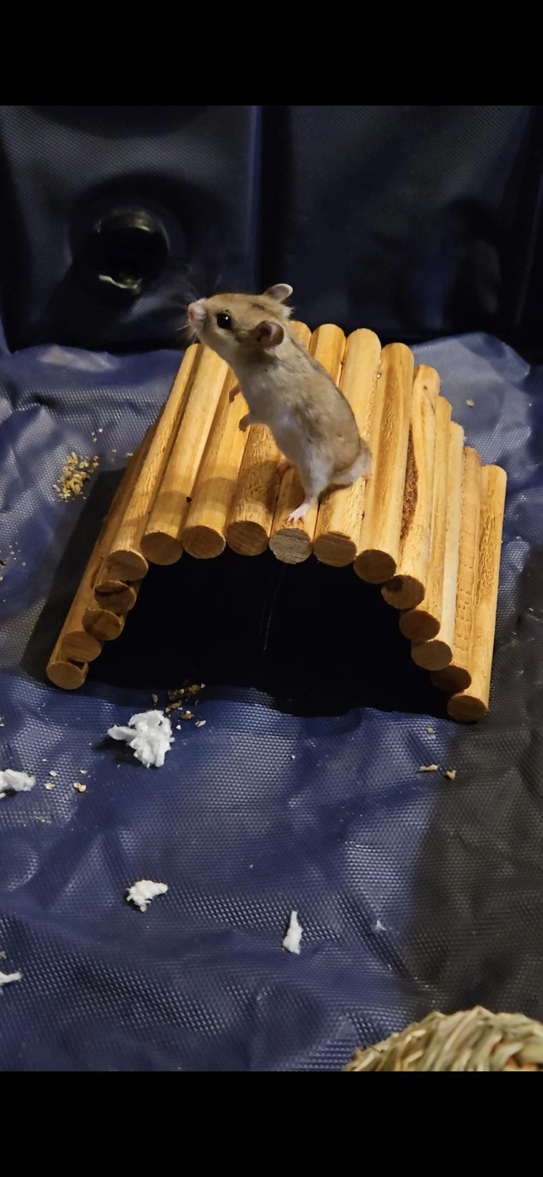 Behold the almighty king and all his glory! | Scrolller